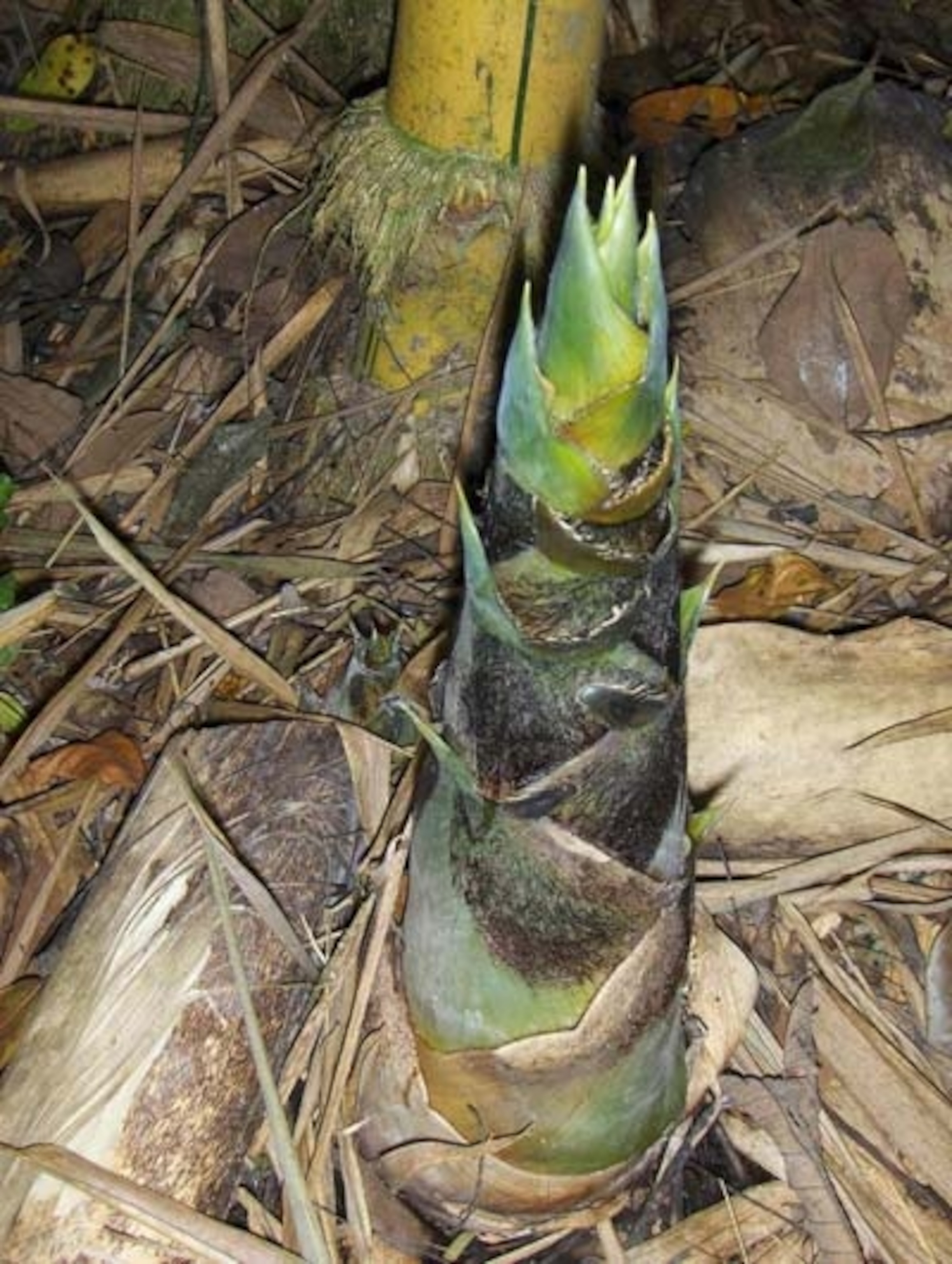 Berry Go Round #8 | National Geographic