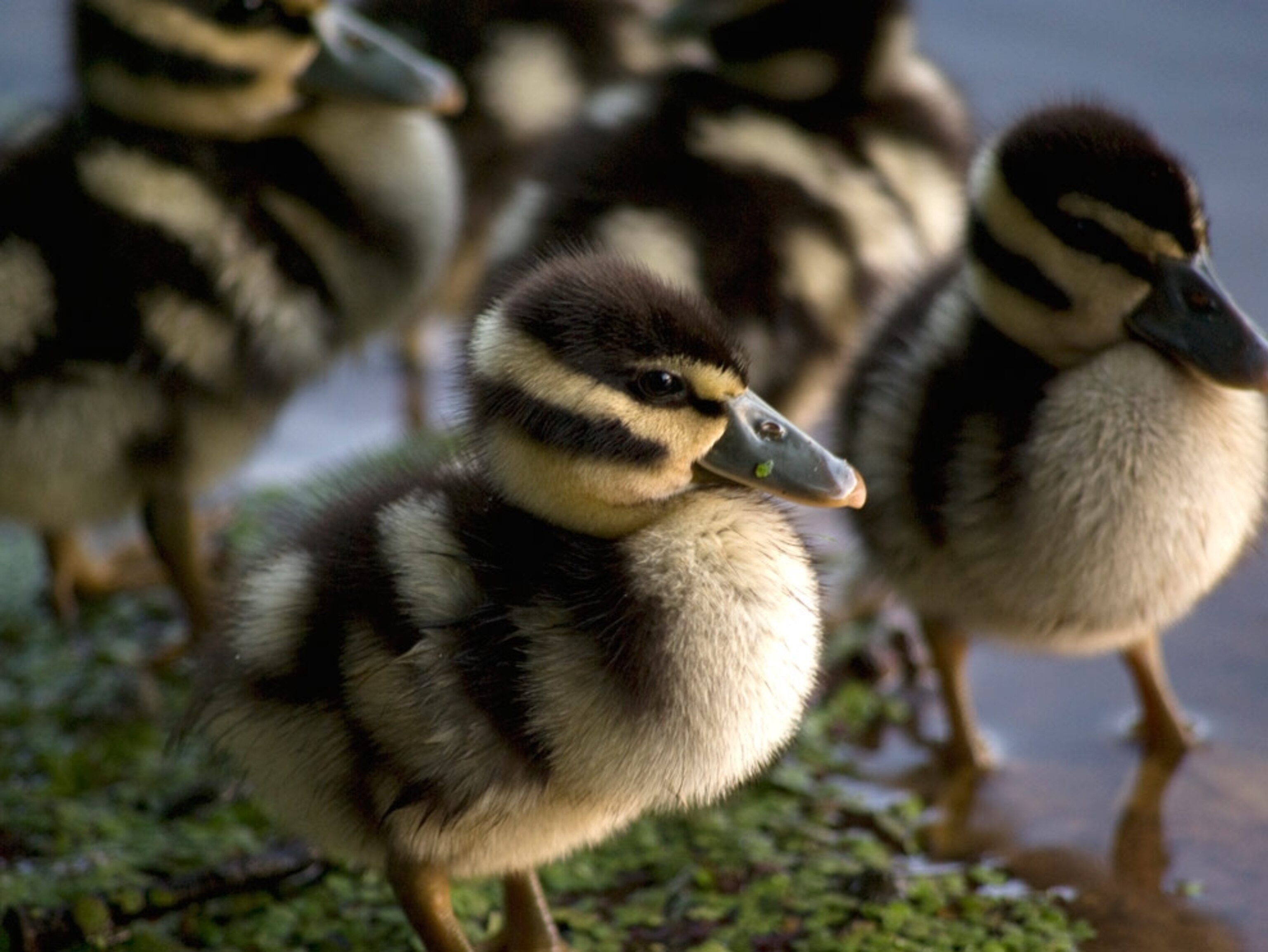 Waterfowl Pictures - National Geographic