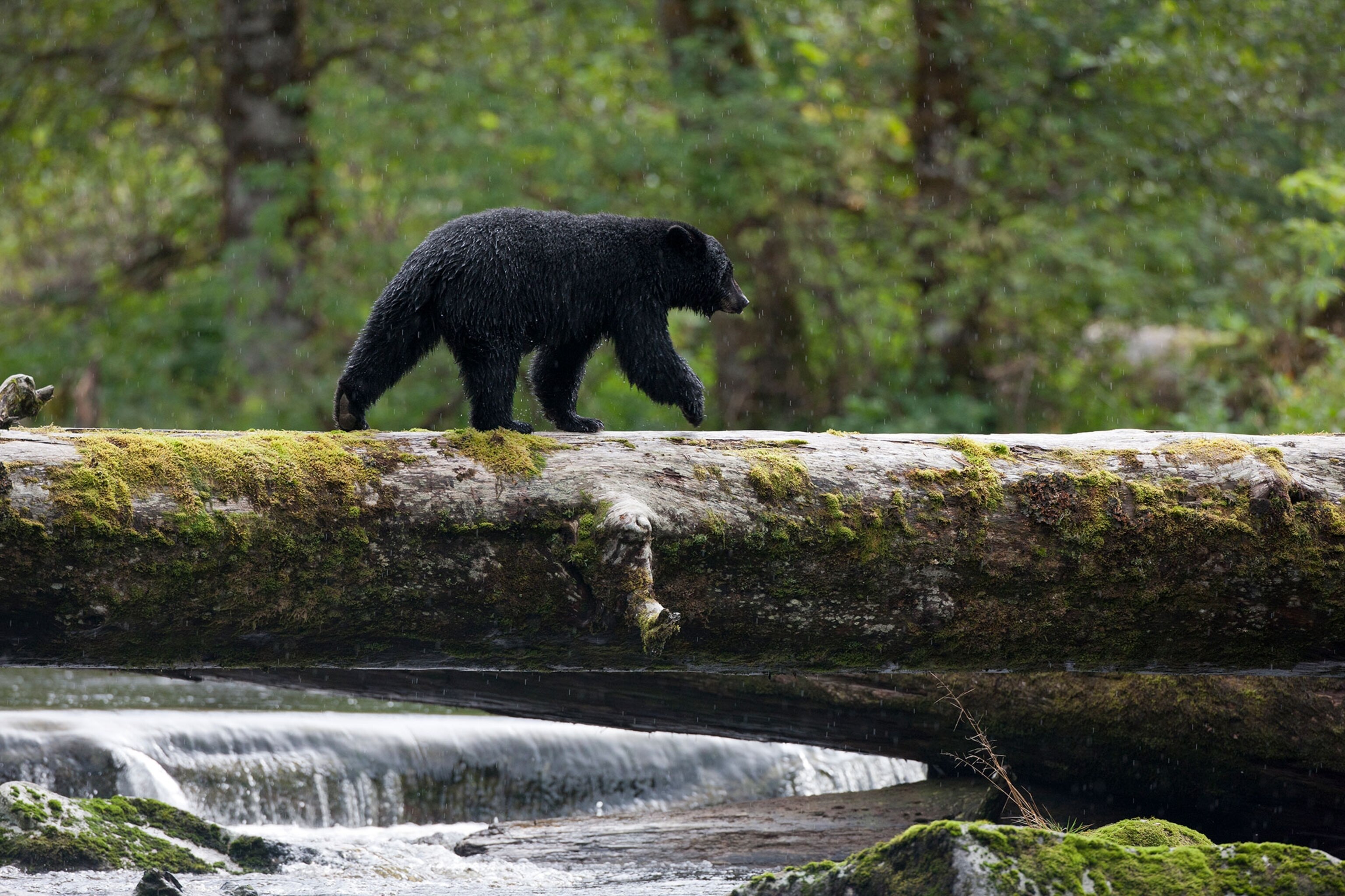 Animals Don't Actually Sleep for the Winter and Other Surprises About ...