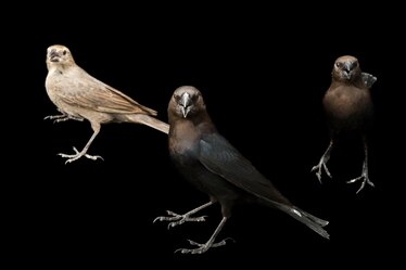 Brown-Headed Cowbird | National Geographic