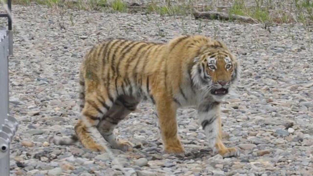 Tiger That Wandered a Russian City Is Returned to the Wild | National ...