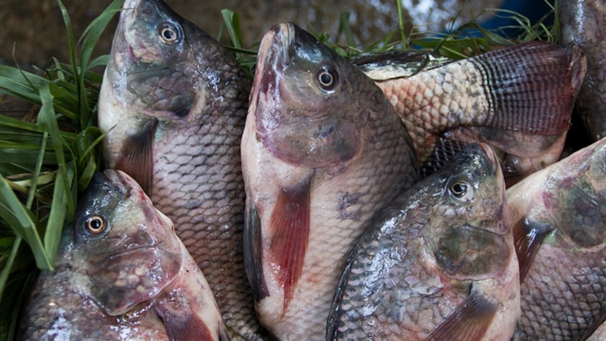 Here’s How to Take the Guesswork Out of Buying Fish | National Geographic