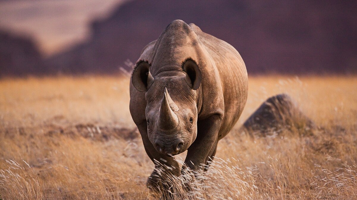 Rhino Hunt Permit Auction Sets Off Conservation Debate | National ...