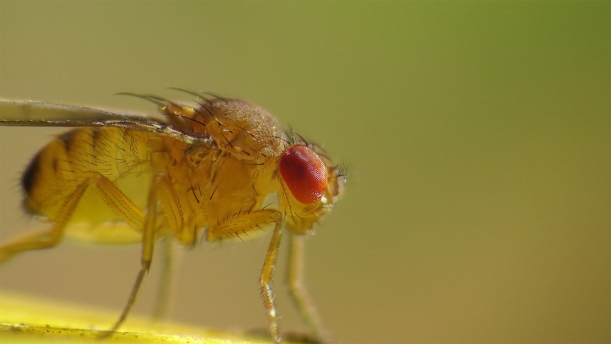 The Wisdom of the Fly Crowds | National Geographic
