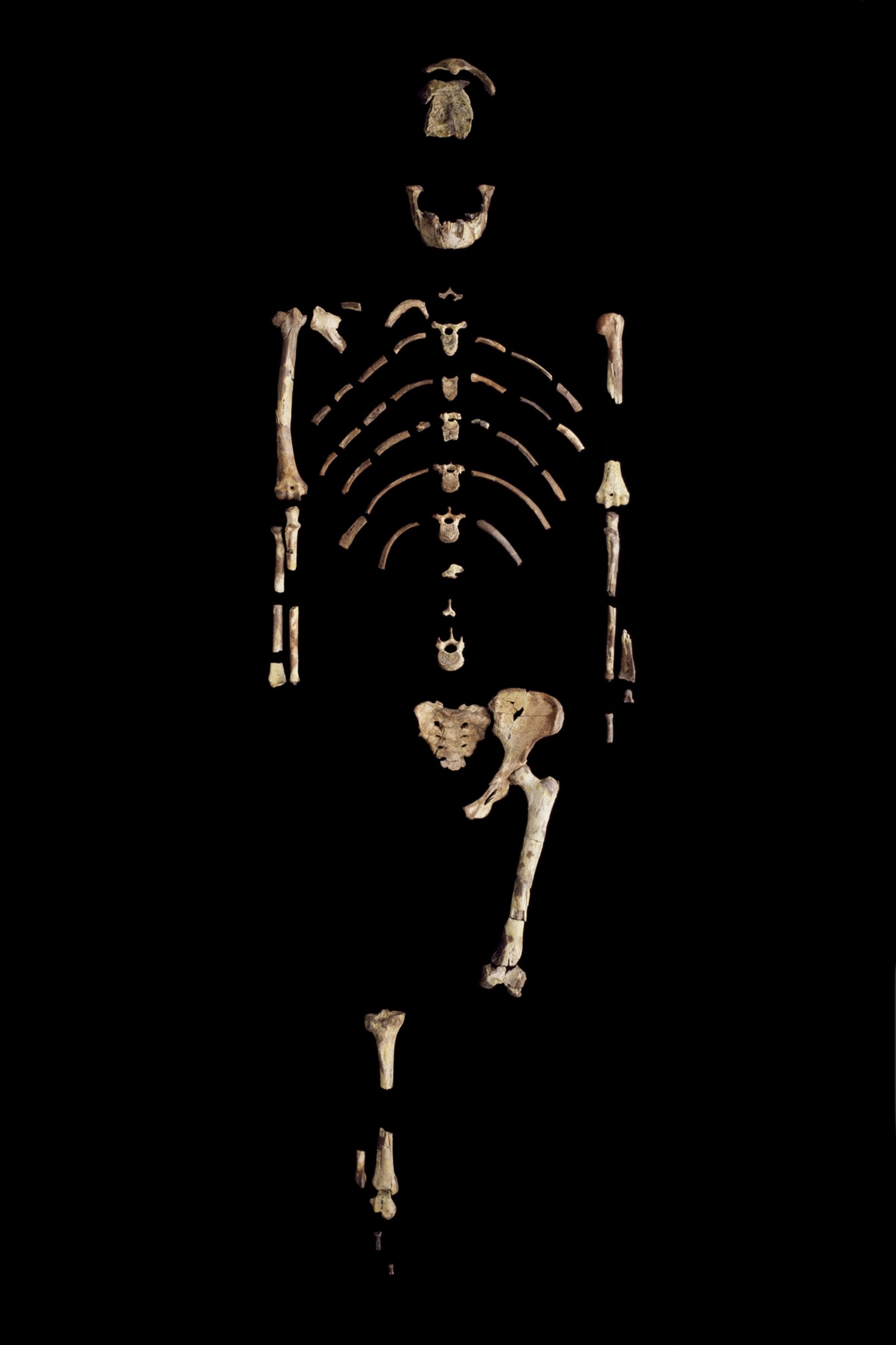 The Evolutionary Road