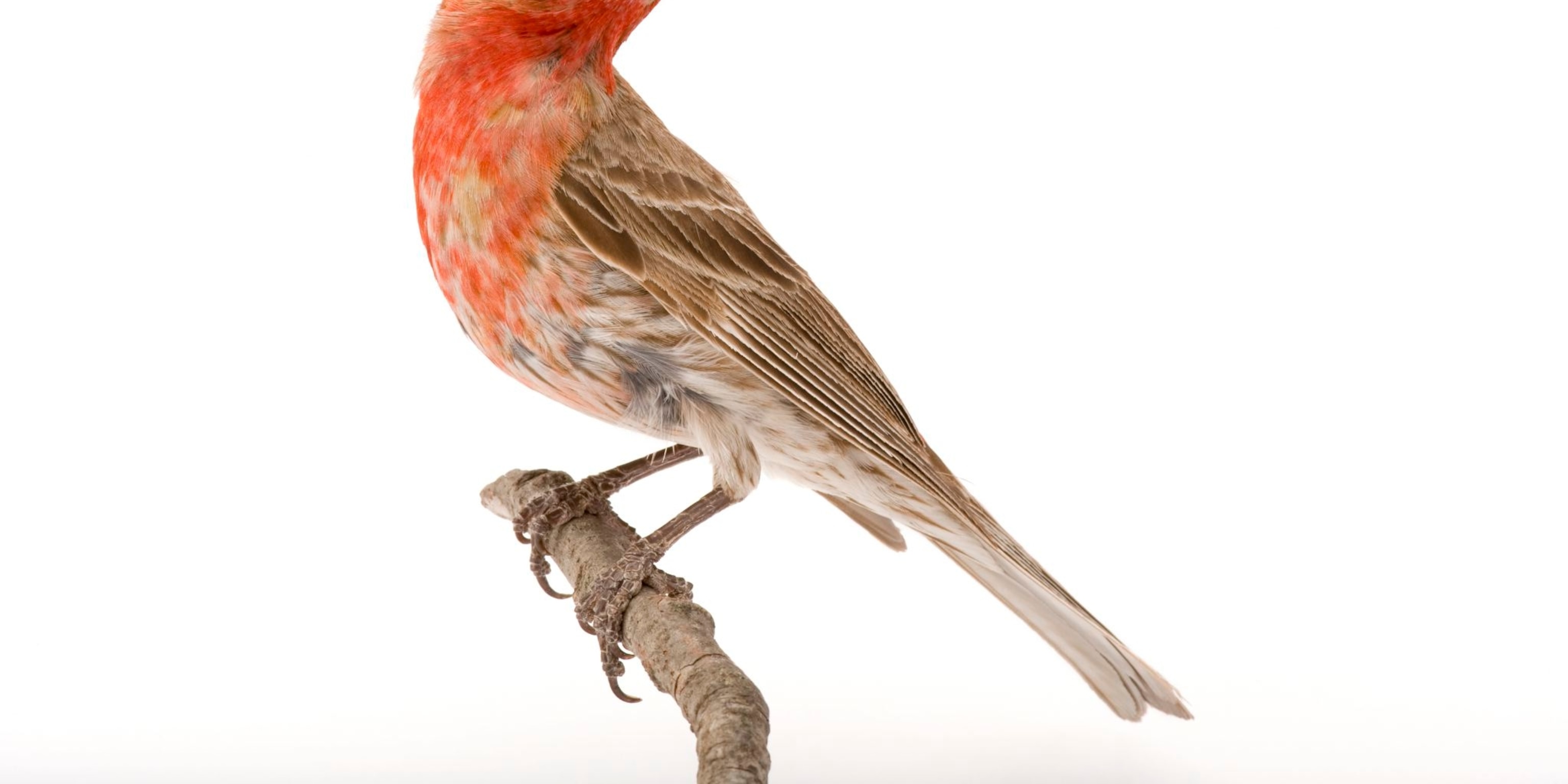 White Male Finch Bird