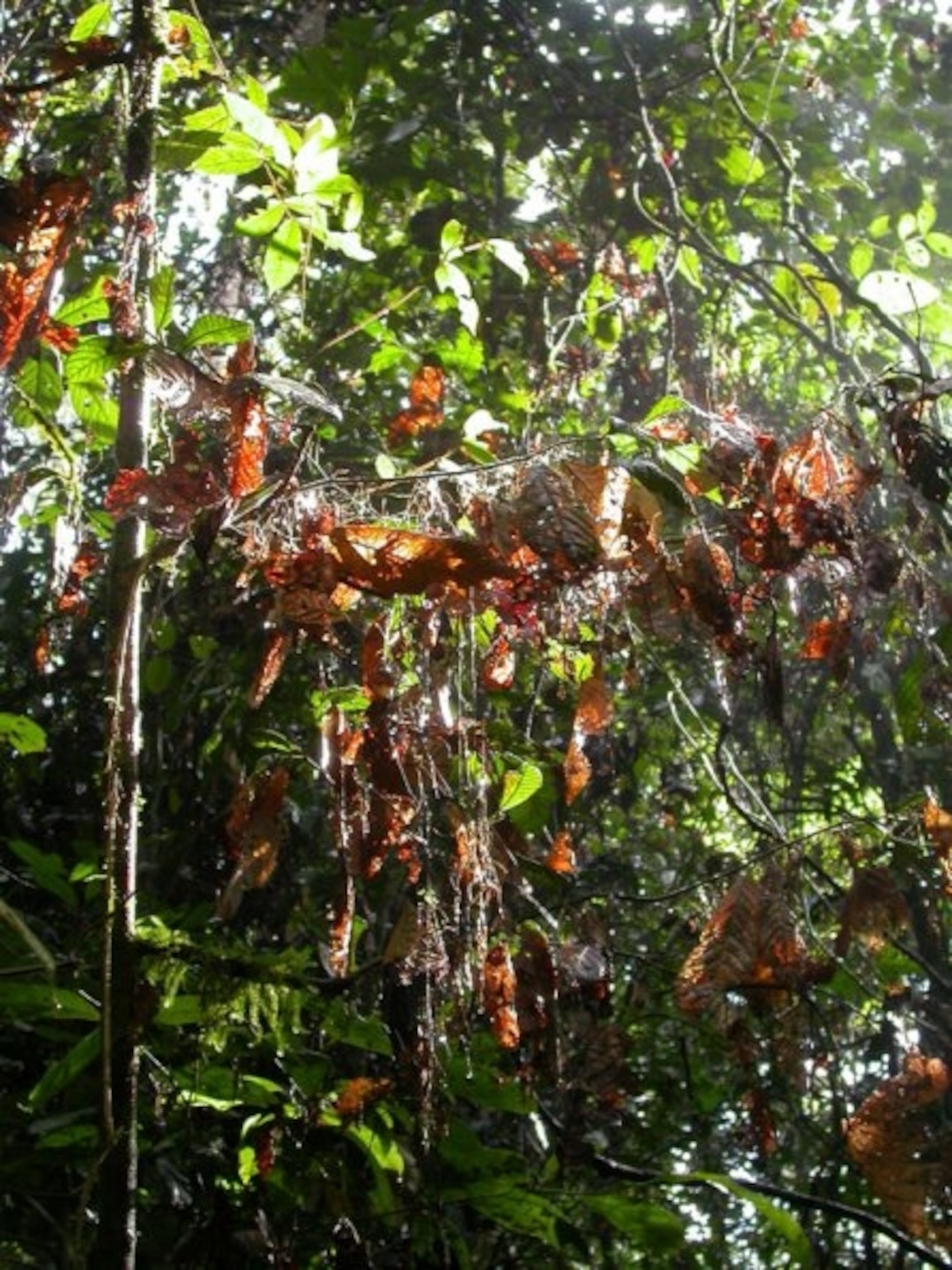 A realm of world of fallen leaves held aloft by fungal nets | National ...