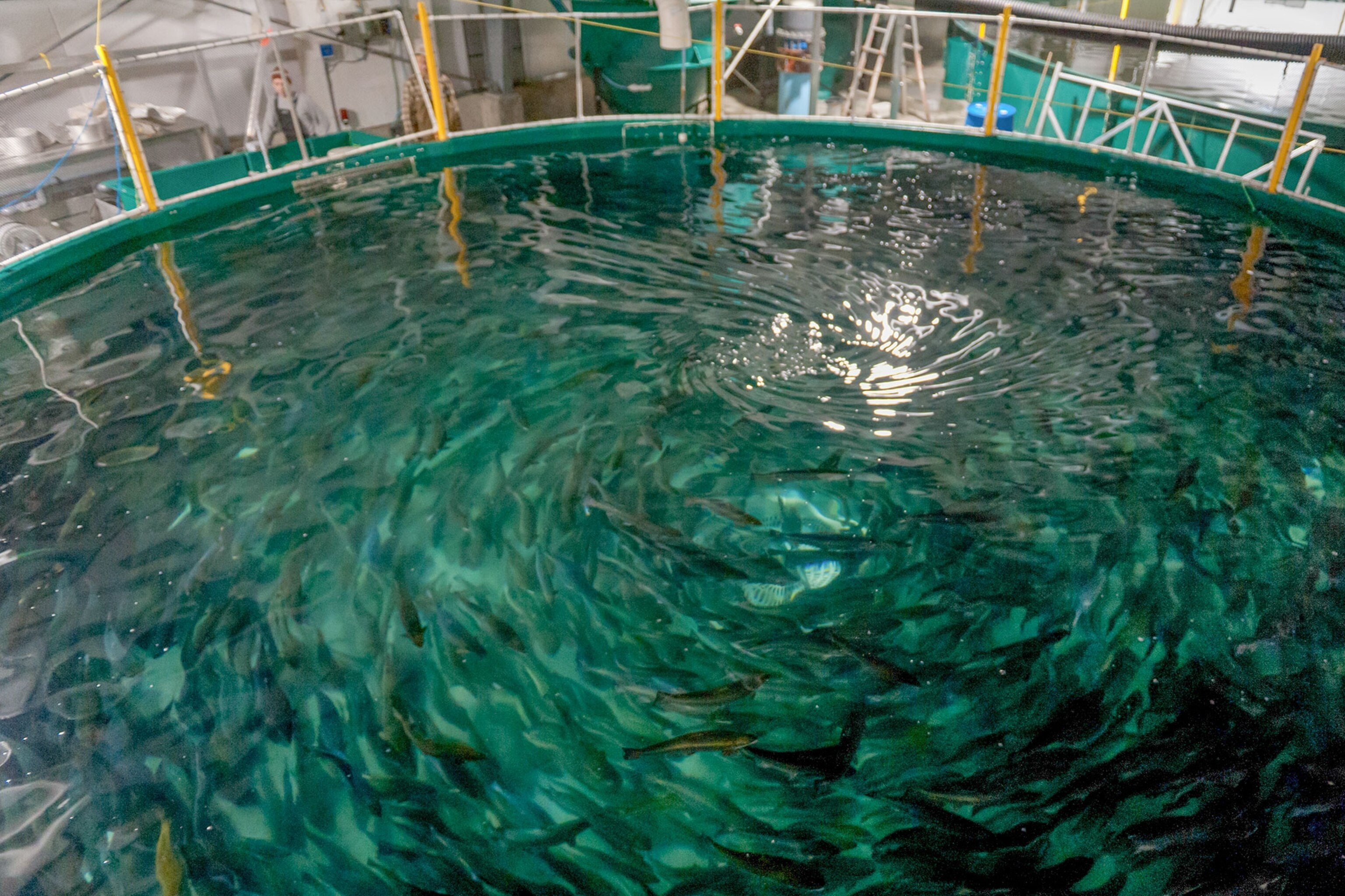 Is Salmon Raised on Land the Future of Seafood?