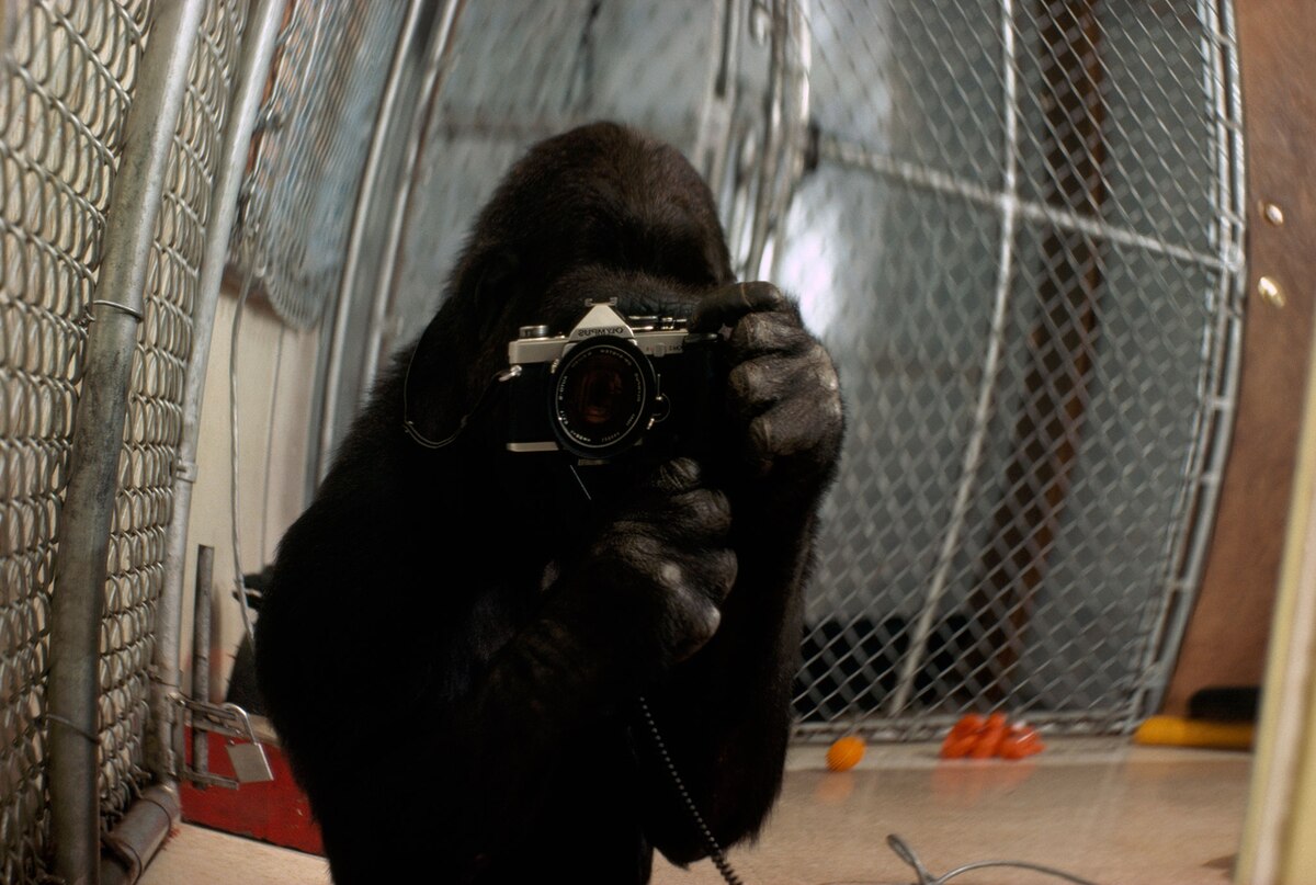 Conversations With a Gorilla—National Geographic's 1978 Cover Story of Koko