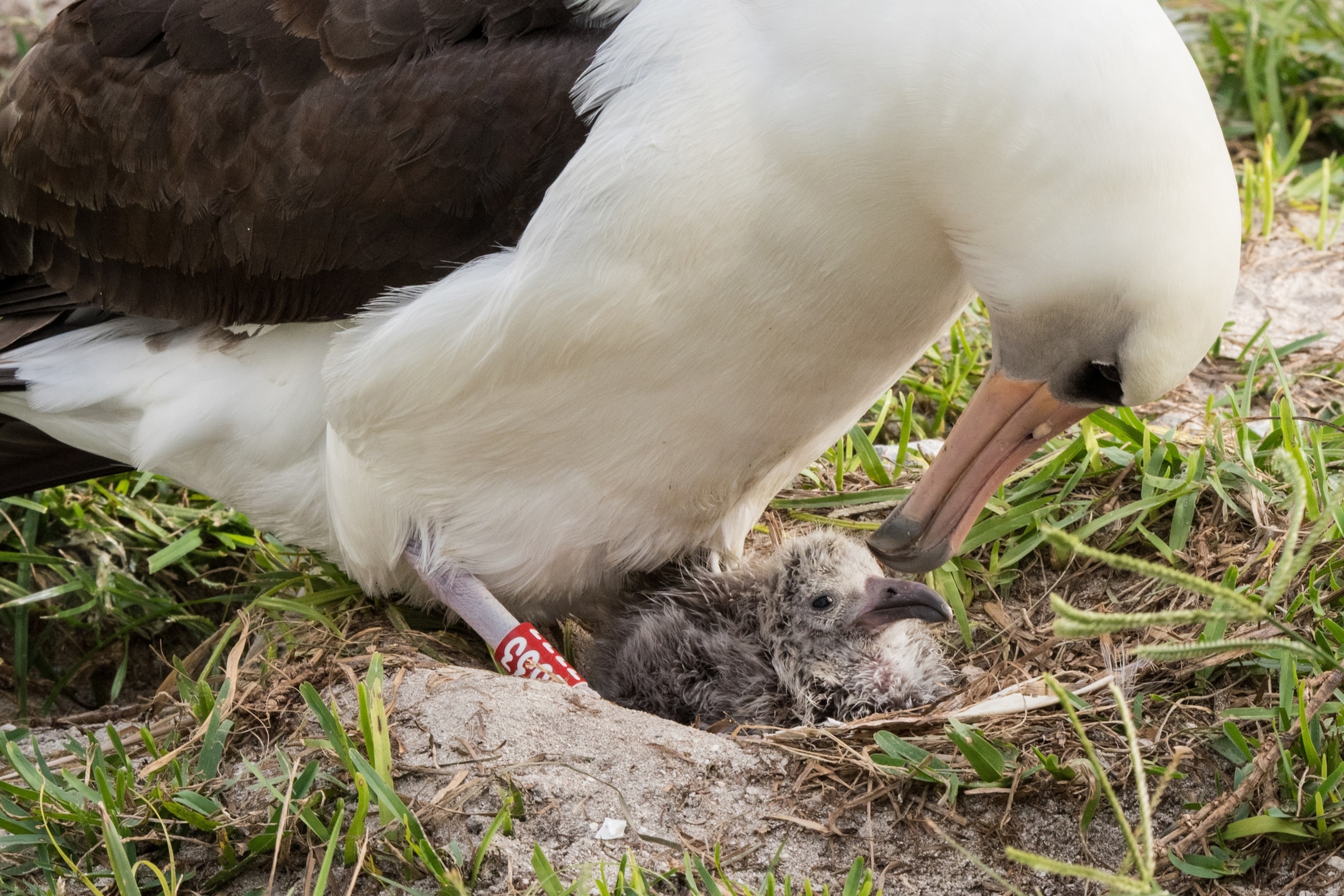 World's Oldest Wild Bird Has Baby at 66