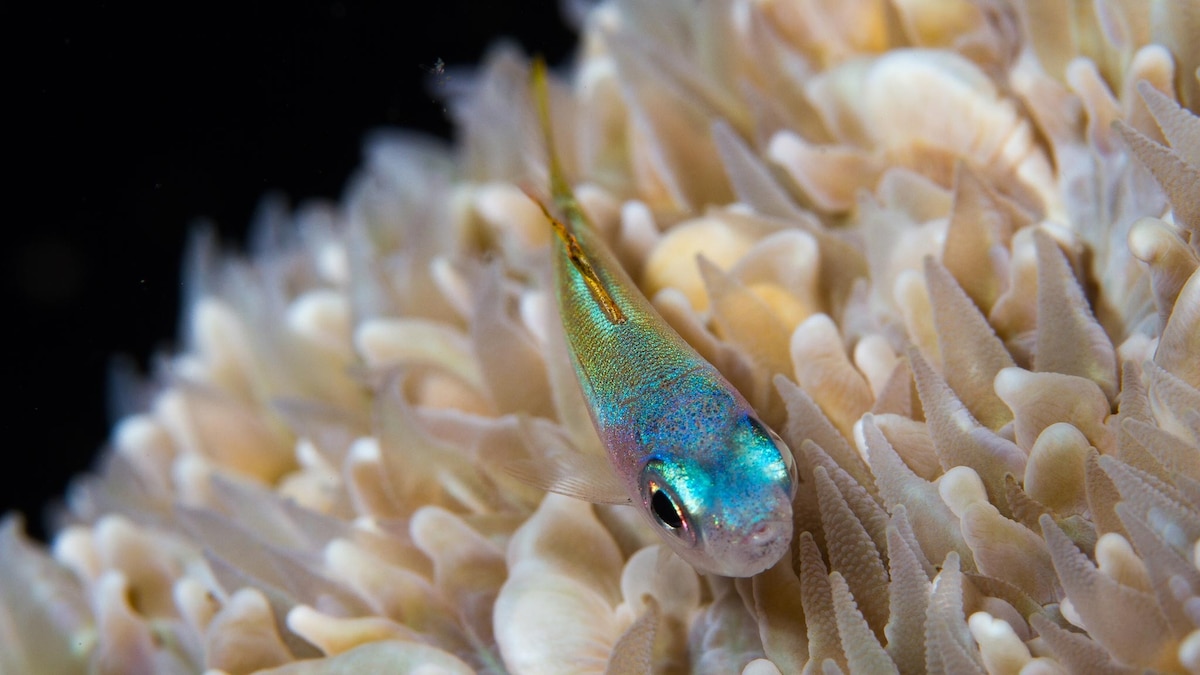 Coral reefs depend on lots of fish the size of jellybeans | National ...