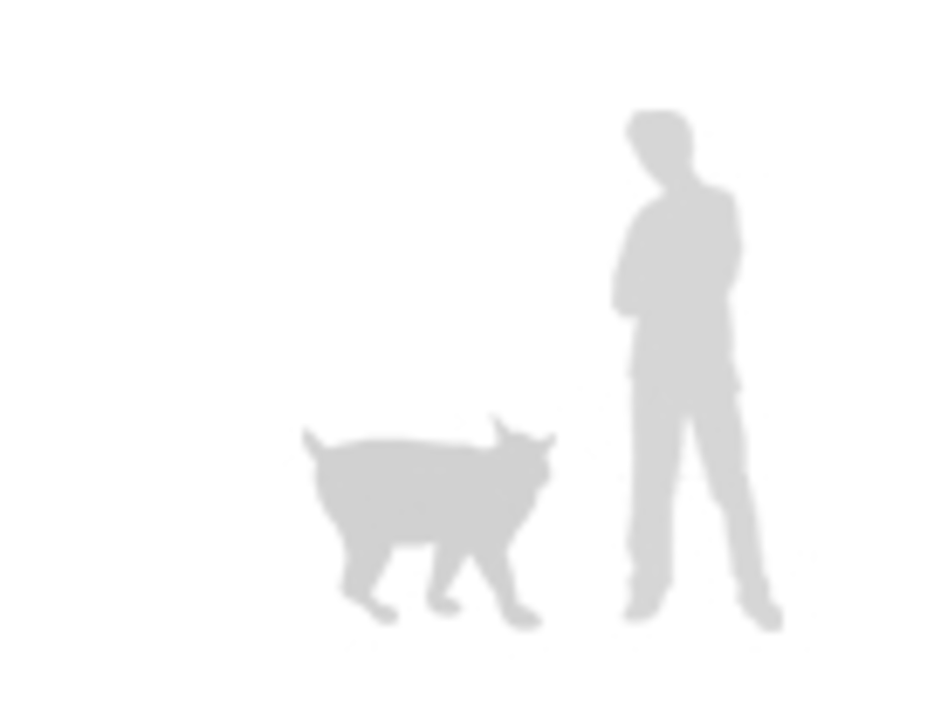 Lynx Size Comparison