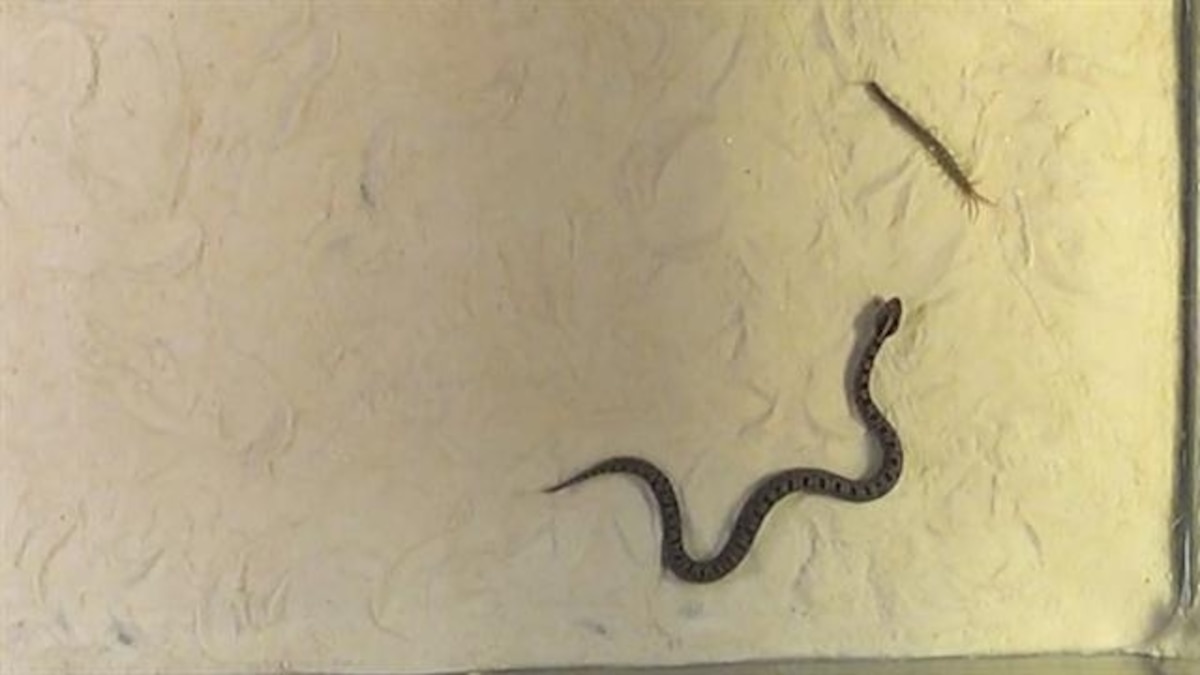 Watch What Happens When a Rattlesnake Meets a Centipede | National ...