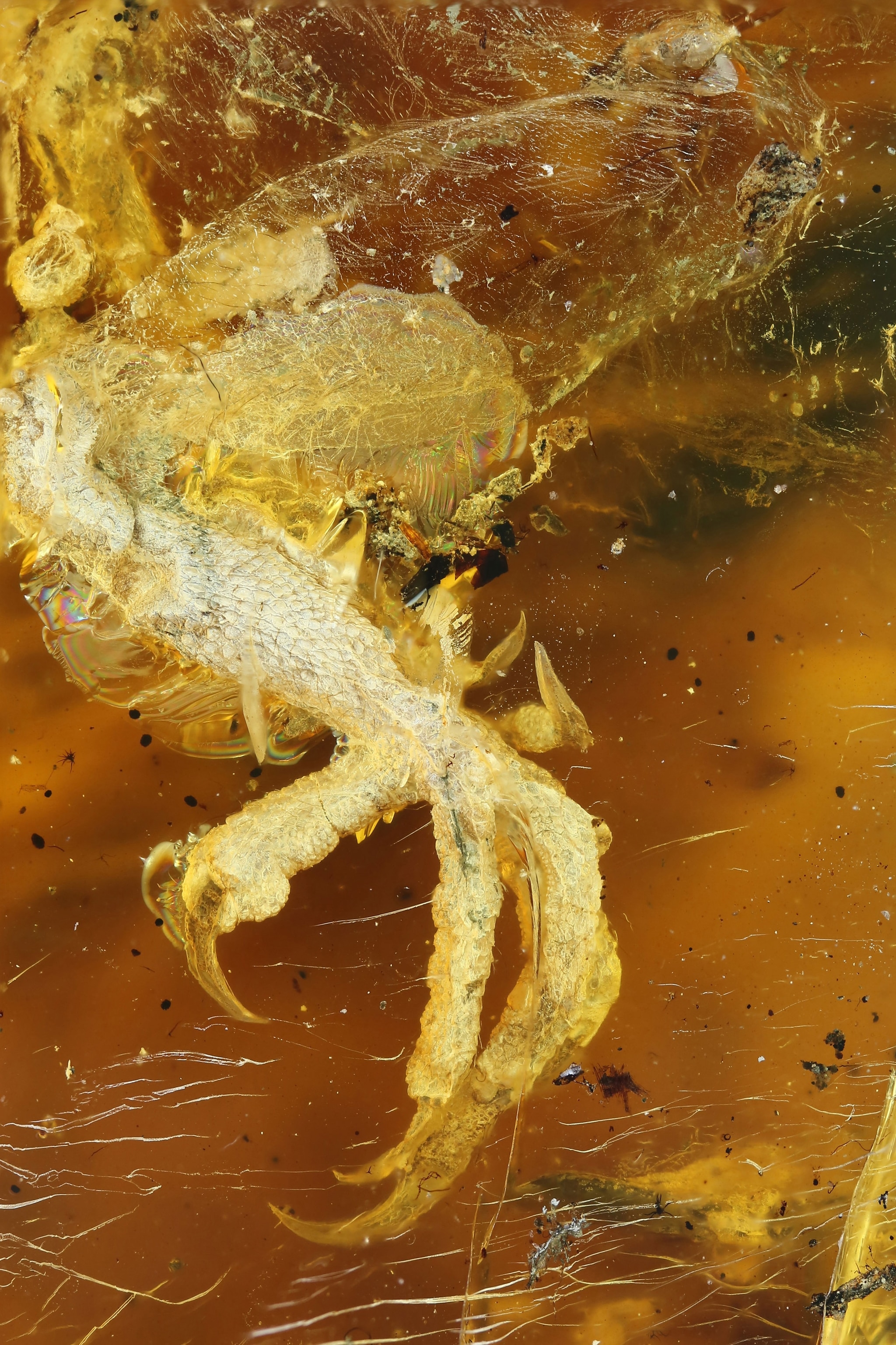 Baby Bird from Time of Dinosaurs Found Fossilized in Amber