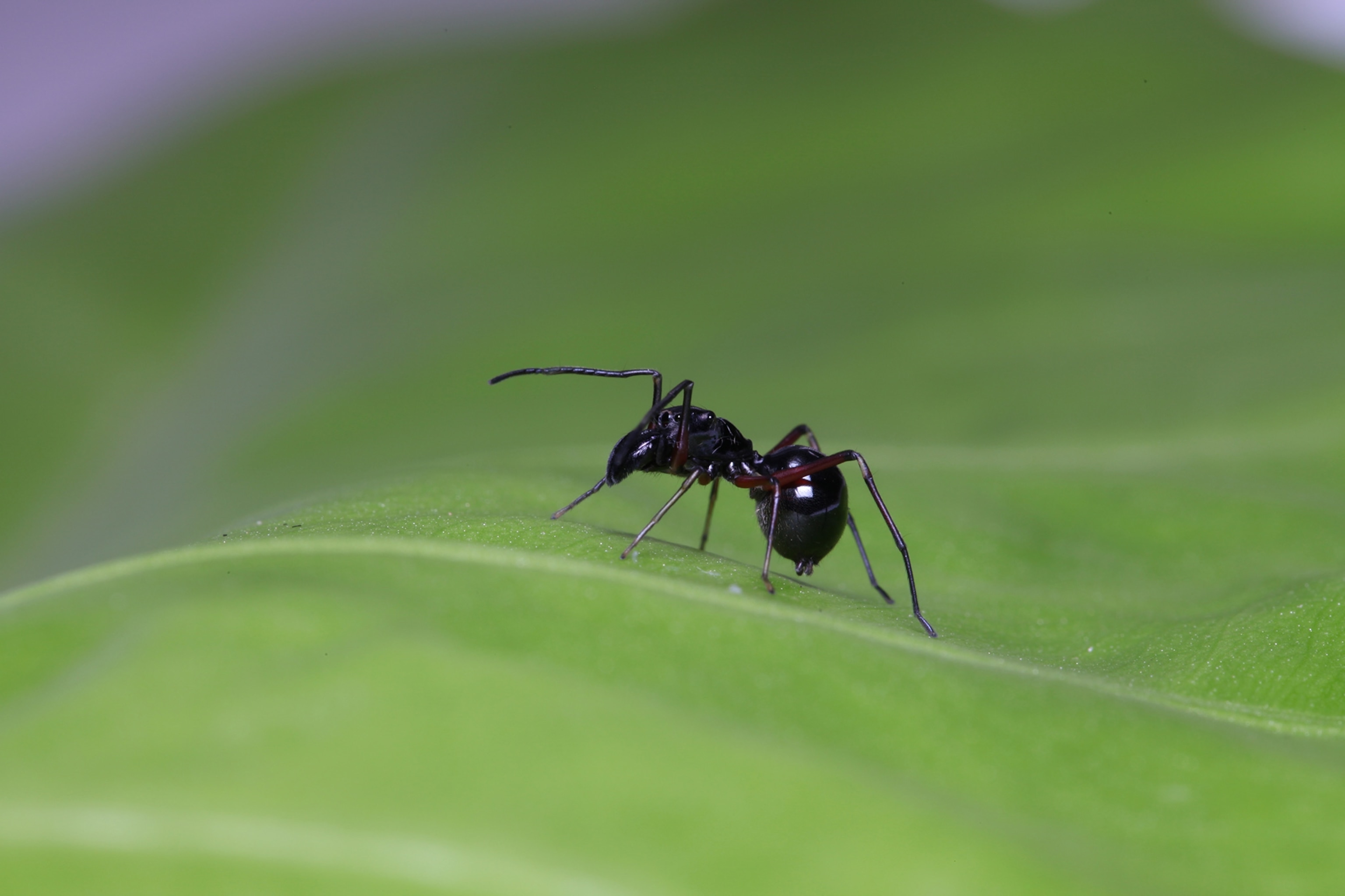 Not just mammals: Some spiders nurse their young with milk