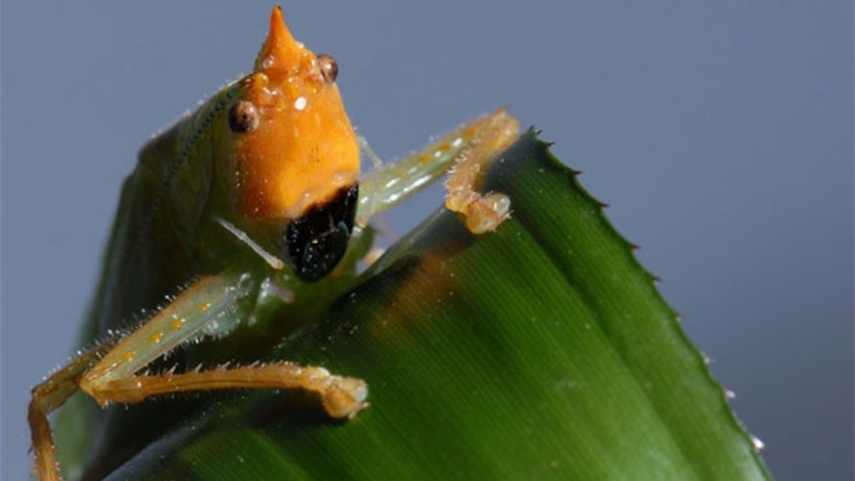 The insect that hears like a human, with ears on its knees | National ...