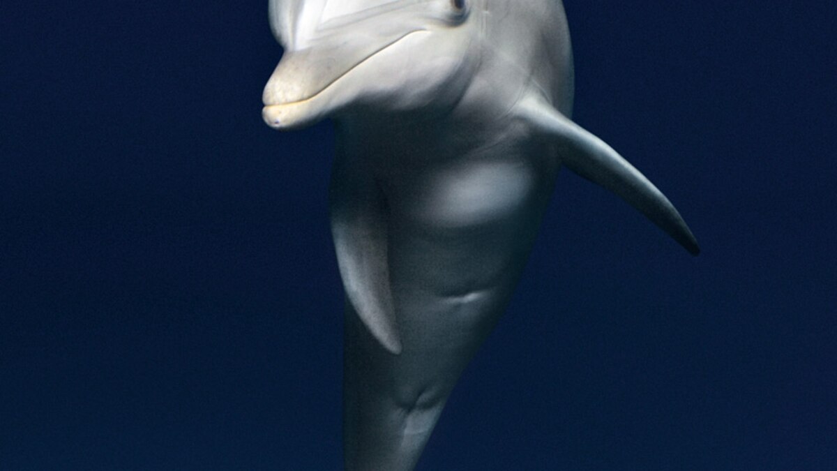 Dolphins Turn Diabetes Off and On -- Hope for Humans? | National Geographic