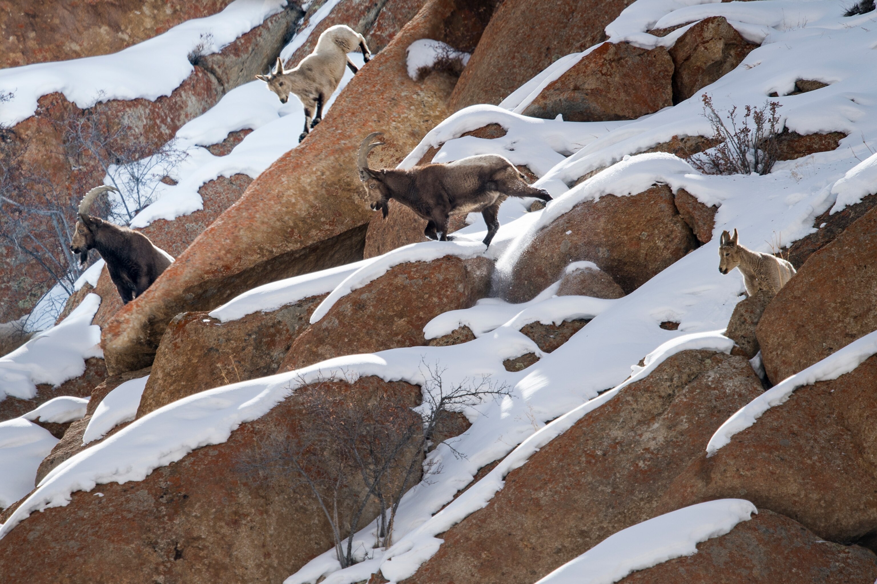Meet the animals that thrive in extreme mountain conditions