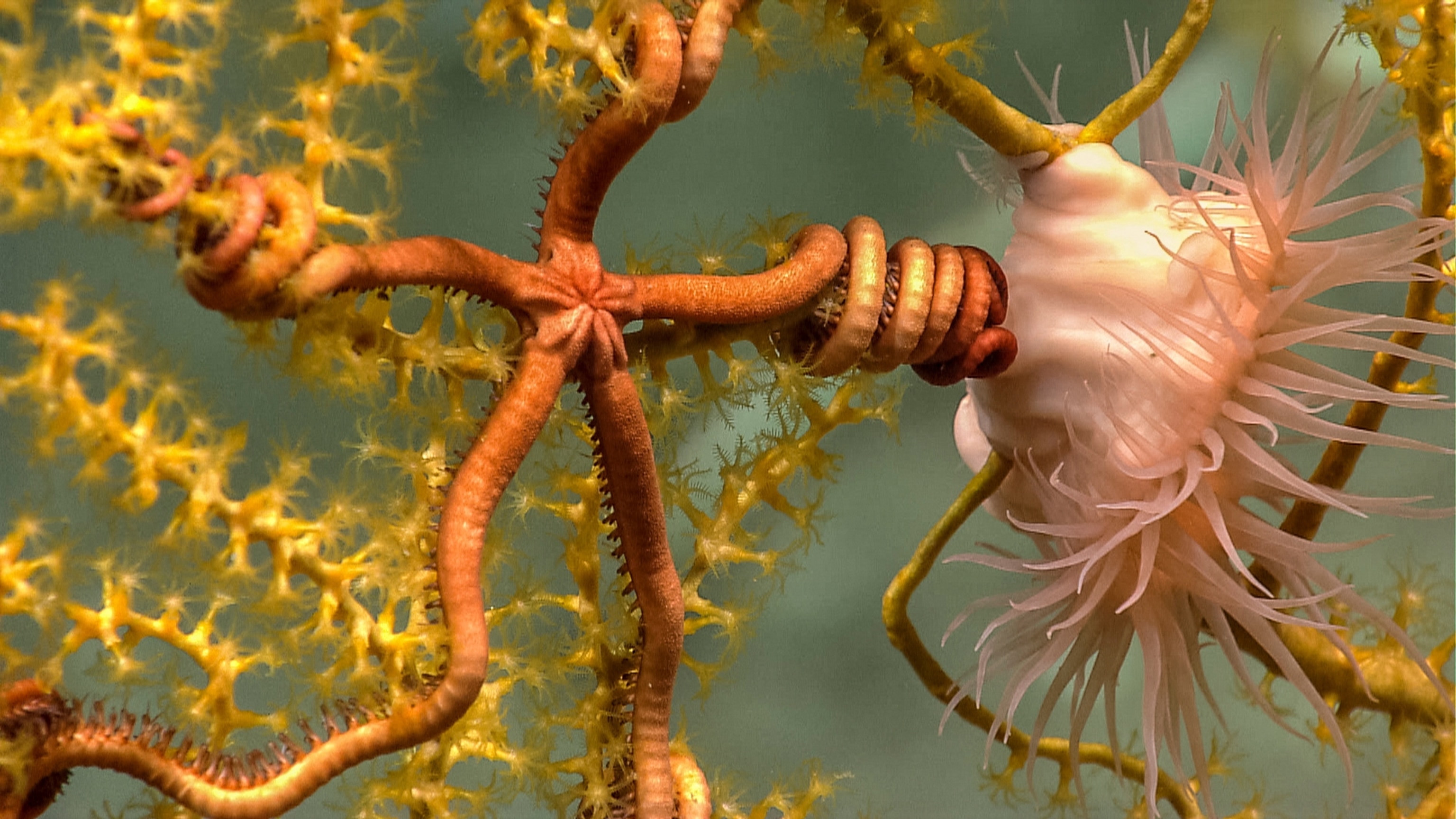 Why It’s Important to Save Our Seas’ Pristine Places
