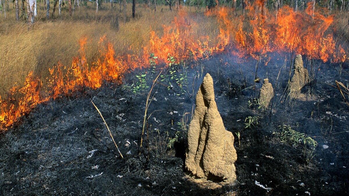 5 Natural Air-Conditioning Designs Inspired by Nature | National Geographic