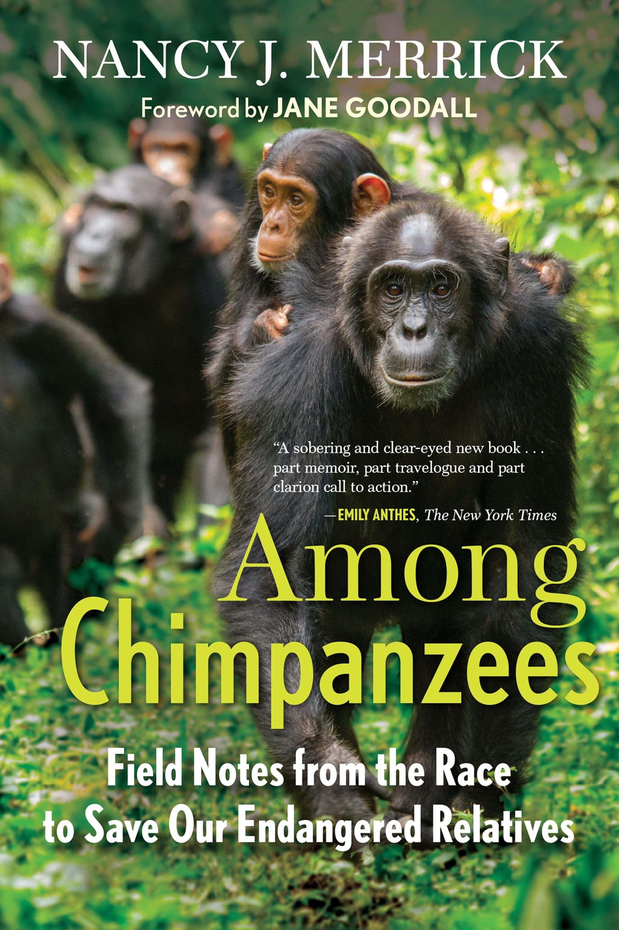 Why Chimps Are Disappearing and How to Save Them