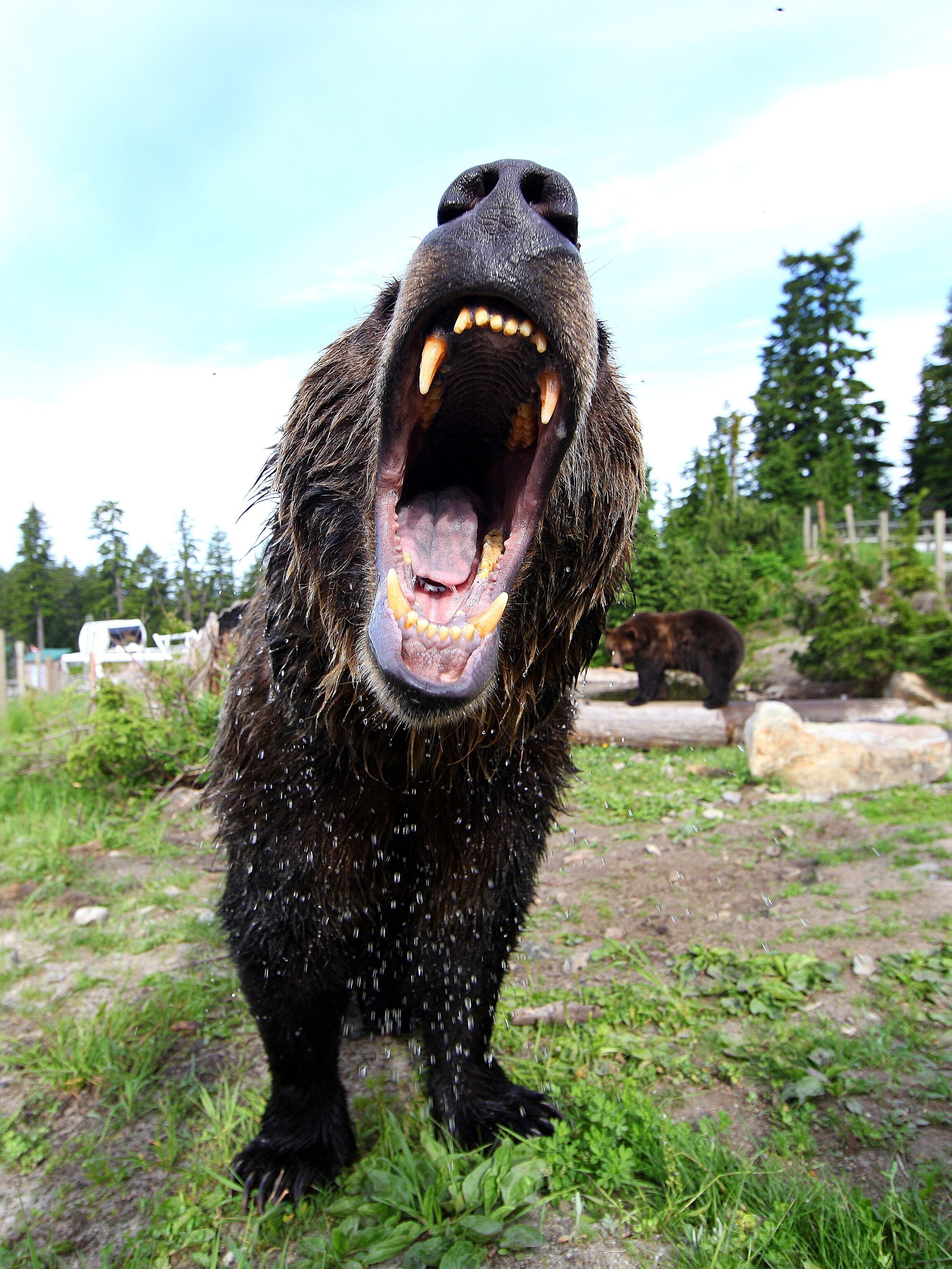 How to Not Get Attacked by a Bear