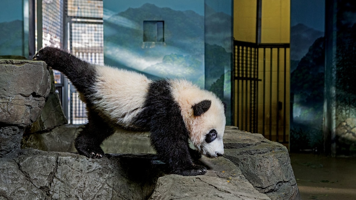 Popsicles and belly rubs: The joys of watching a panda grow up ...