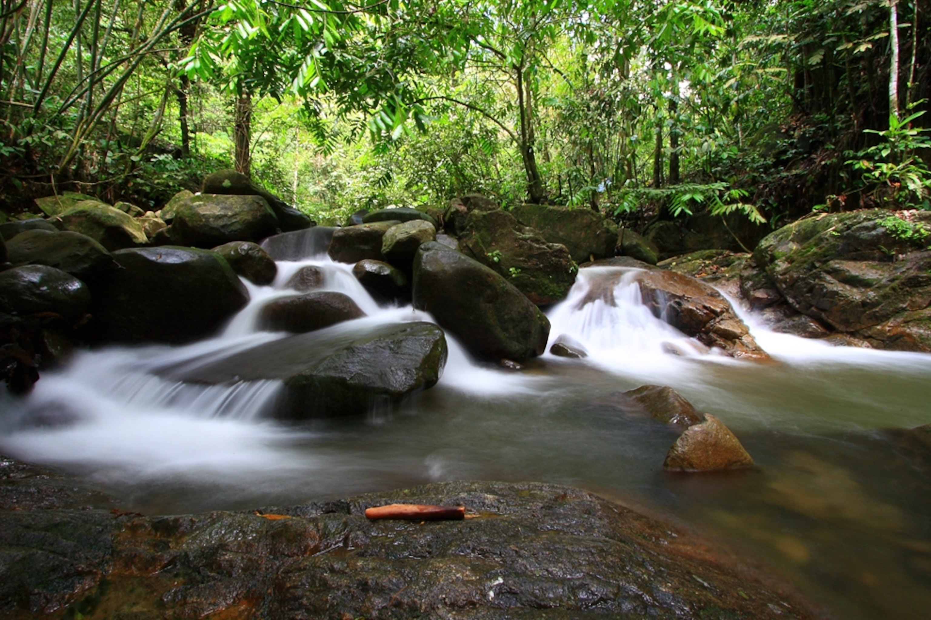 Earth Day Pictures: Ten Most Threatened Forests | National Geographic