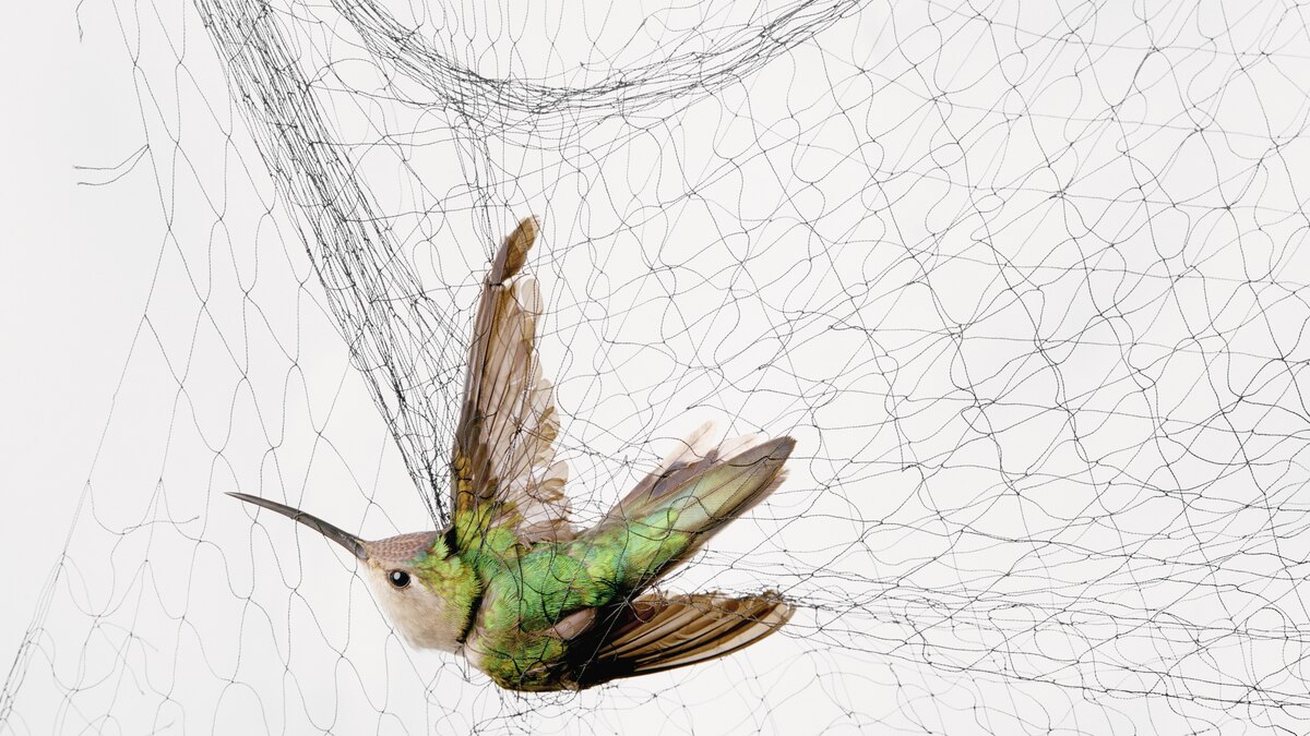 How Netted Birds Can Actually Help Conservation | National Geographic
