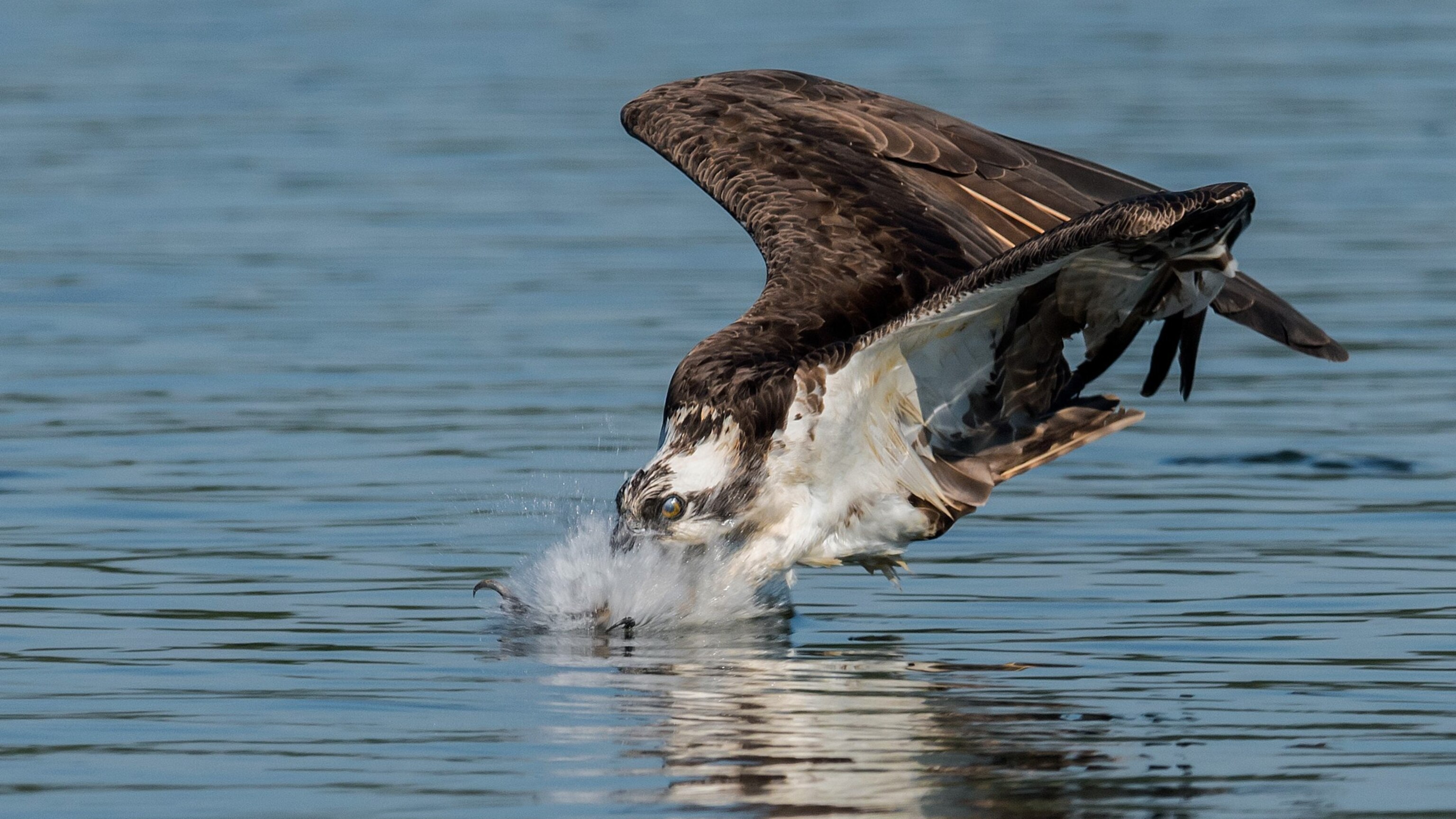 39 Photos of Animals in Action