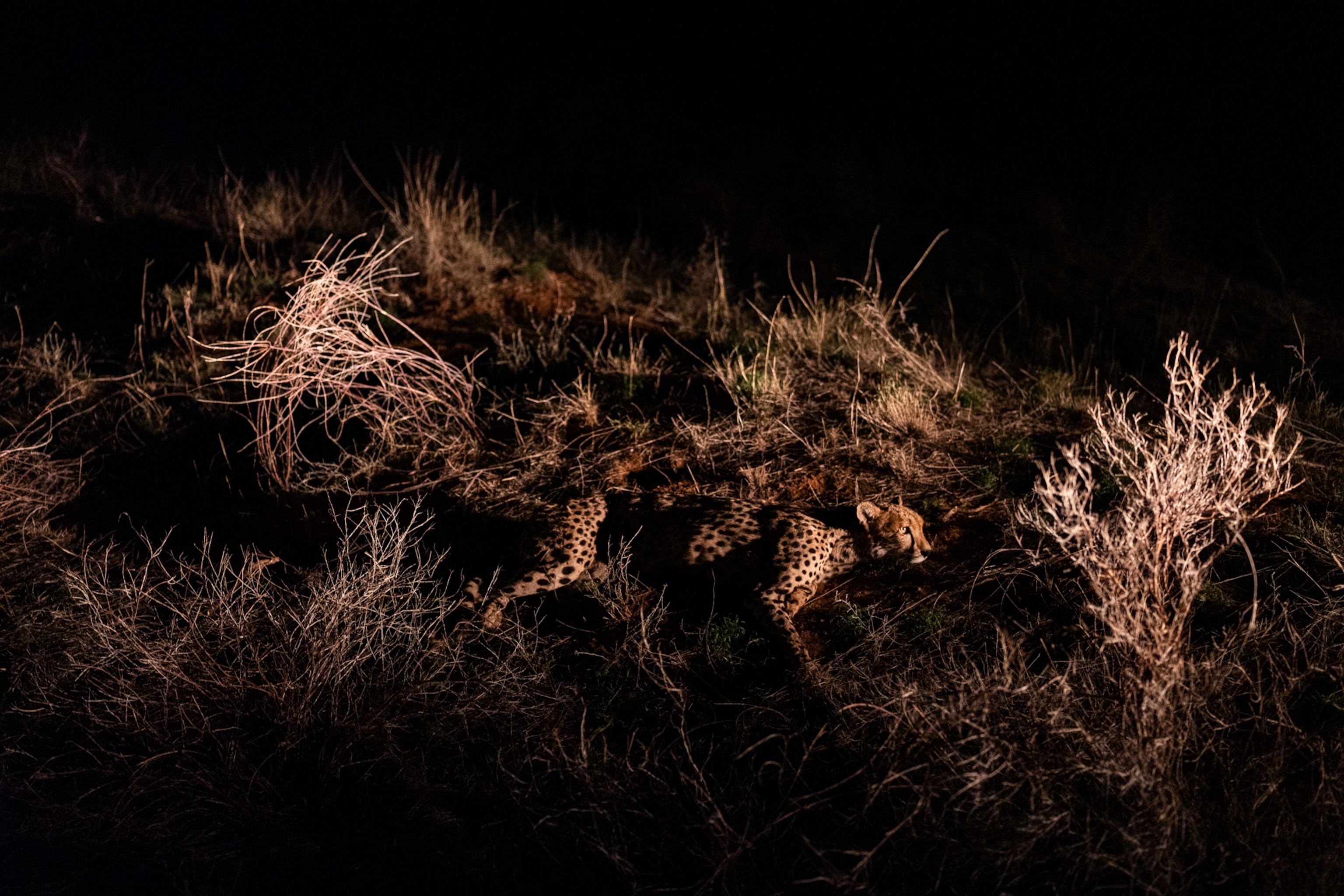 Photographing the sleepless, three-day effort to save an injured cheetah