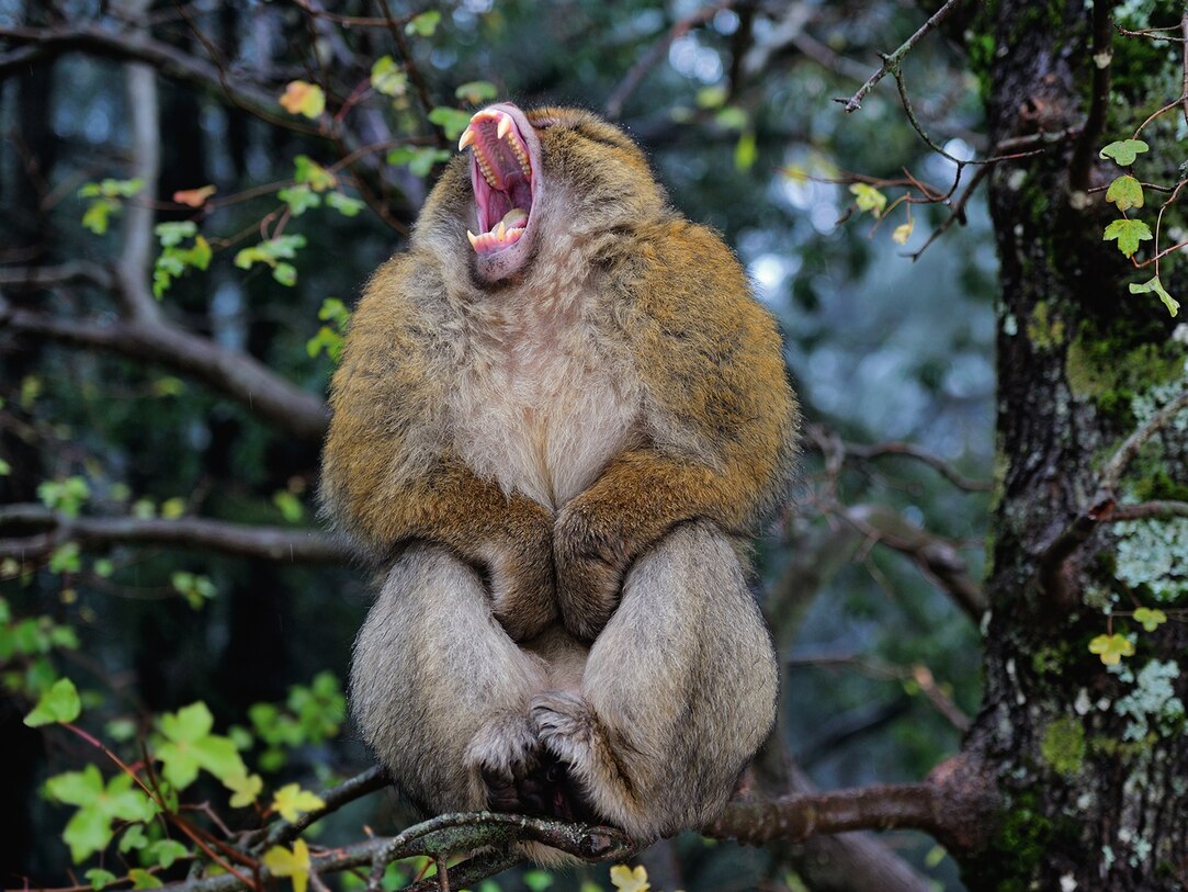 Playful Monkey Dead