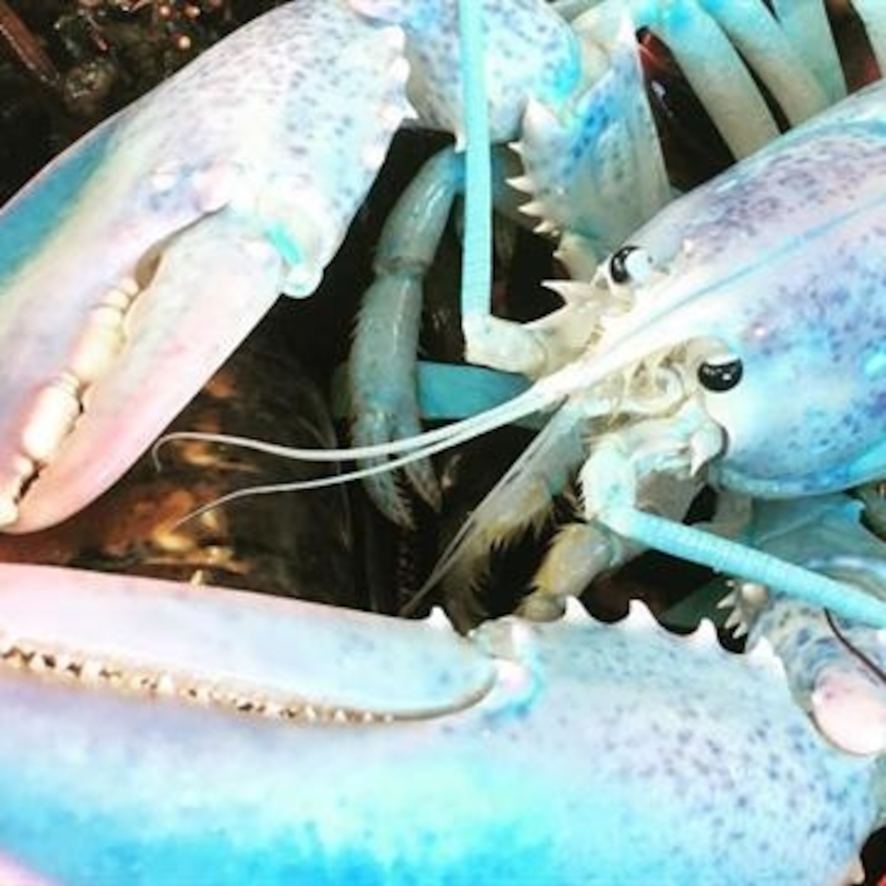 Baby Blue Crayfish