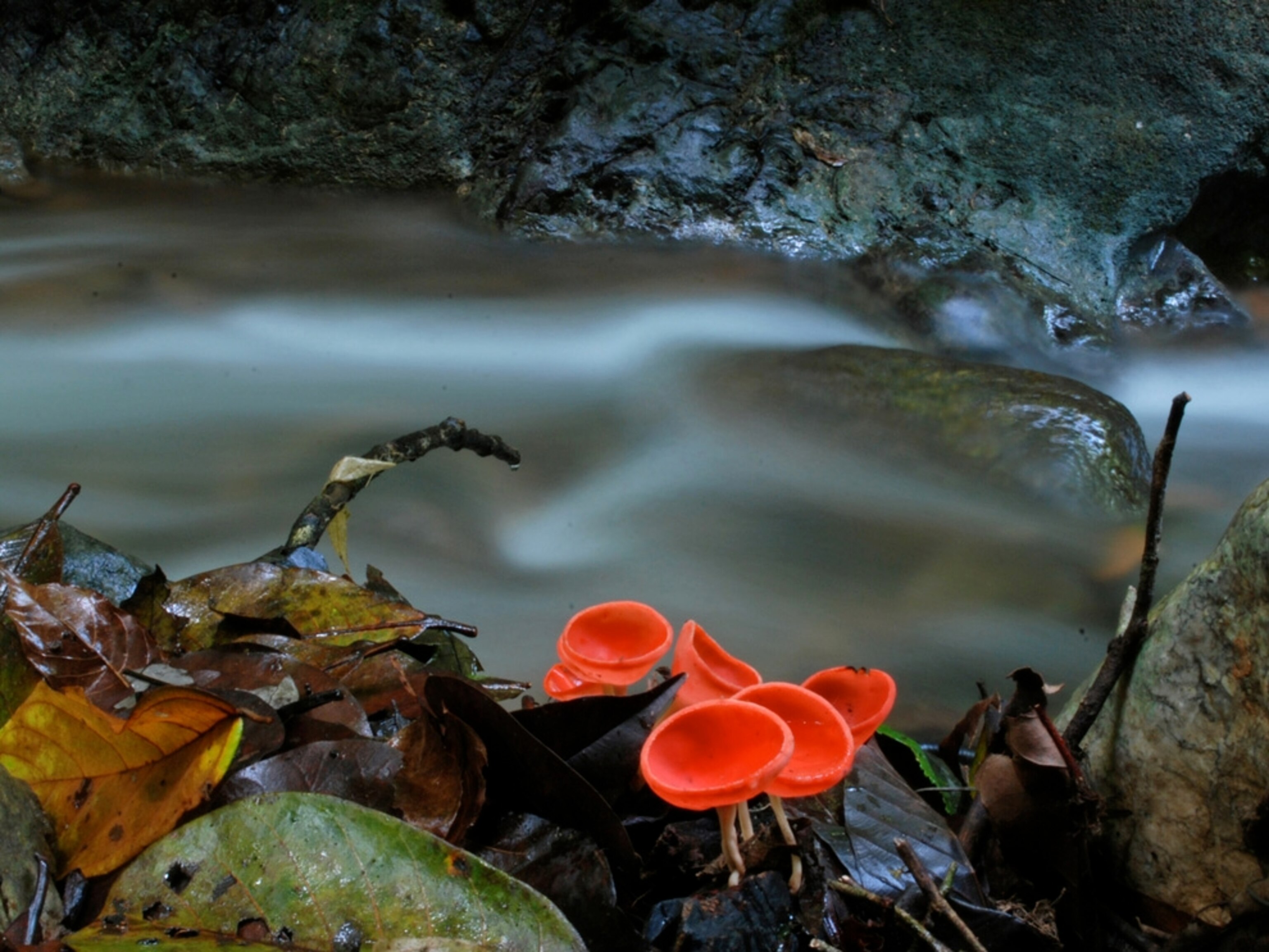 Rainforest and Amazon facts and information