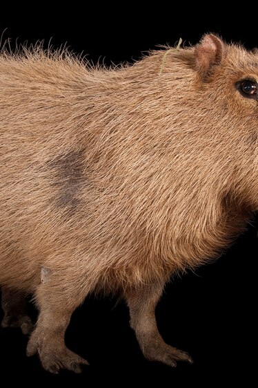 Capybara Facts