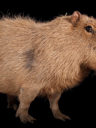 Capybara Facts