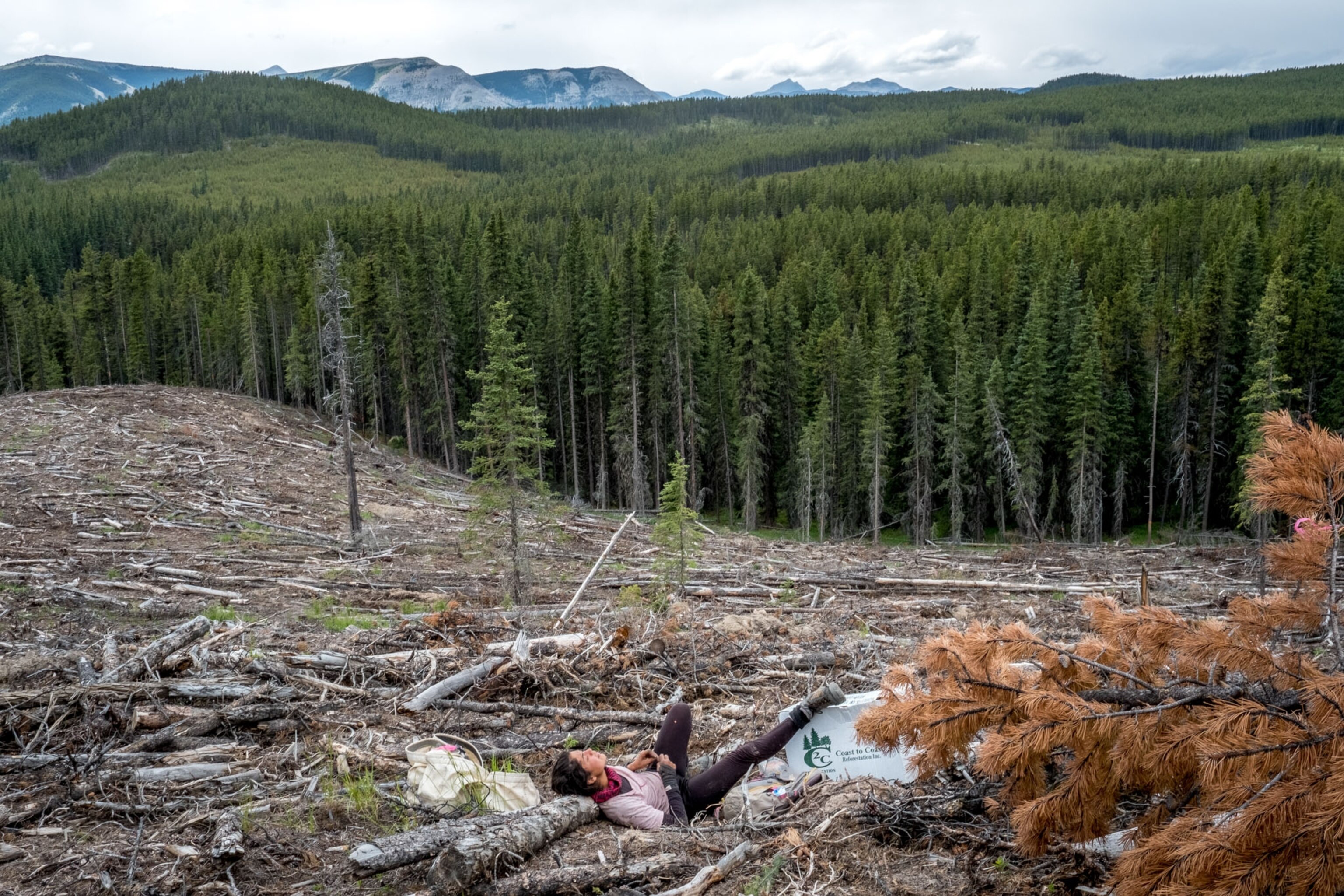 Meet the People Planting Trees After Canada's Lumber Harvest