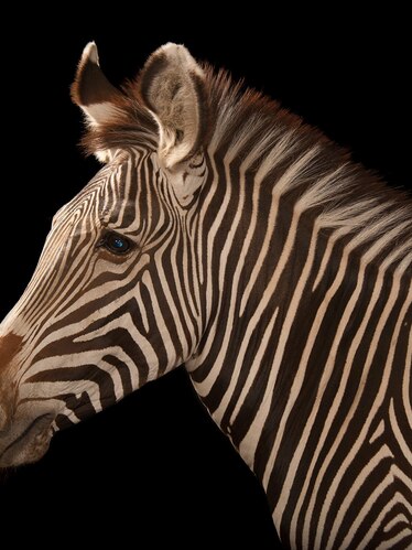 Grevy's zebra, facts and photos