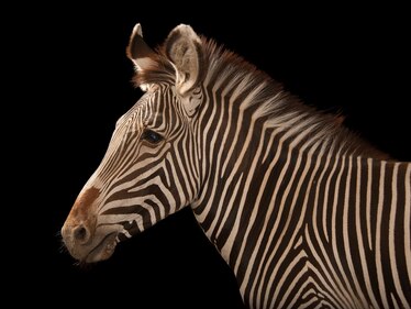 Grevy's zebra, facts and photos
