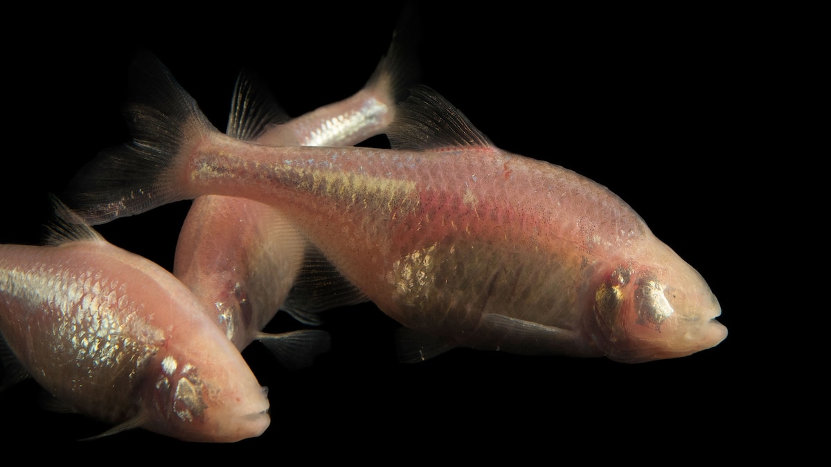 Blind Cave-Dwelling Fish In Mexico Hold Insights Into Diabetes ...