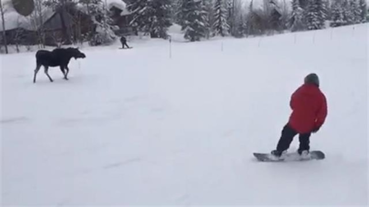 Watch a Moose Chase Two Snowboarders in Wyoming | National Geographic