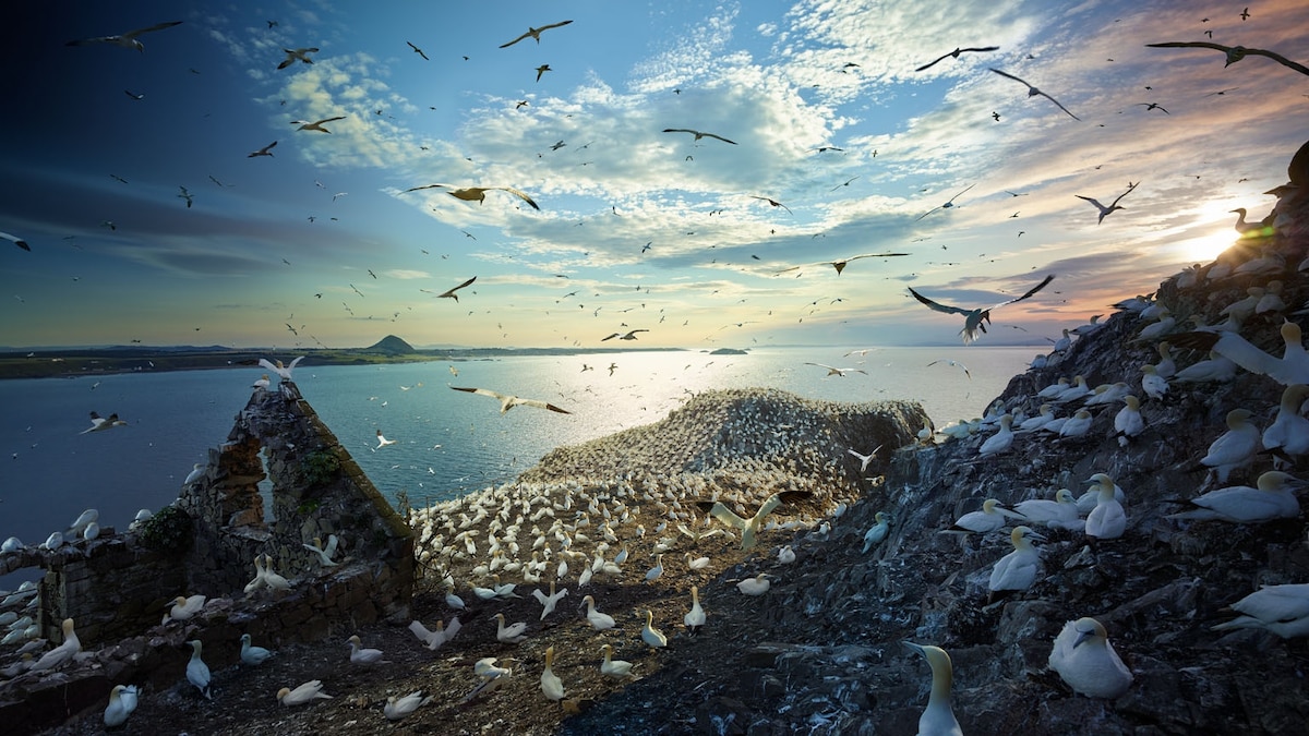 The Epic Journeys of Migratory Birds | National Geographic