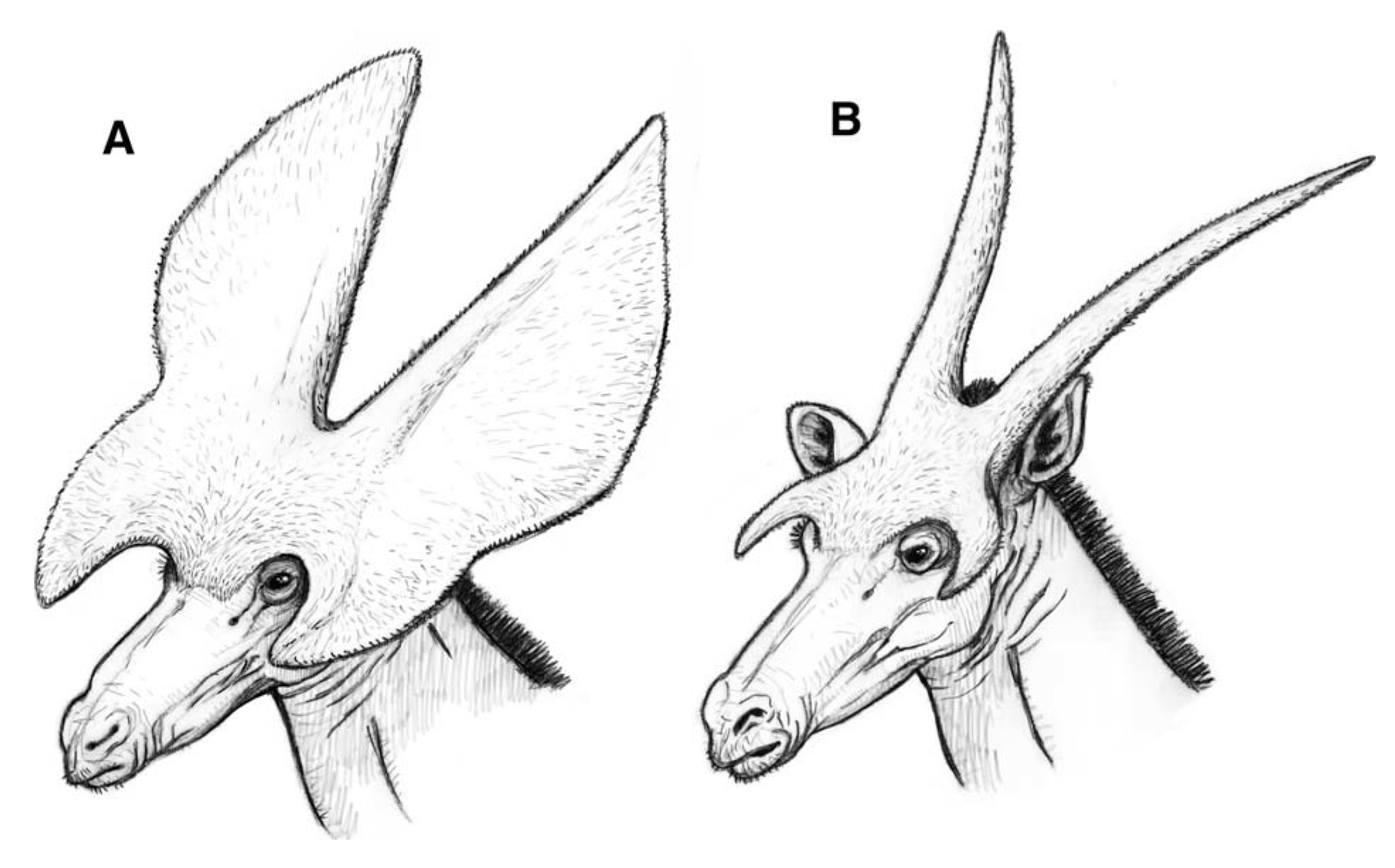 Paleo Profile: Pakistan’s Butterfly-Faced Beast | National Geographic
