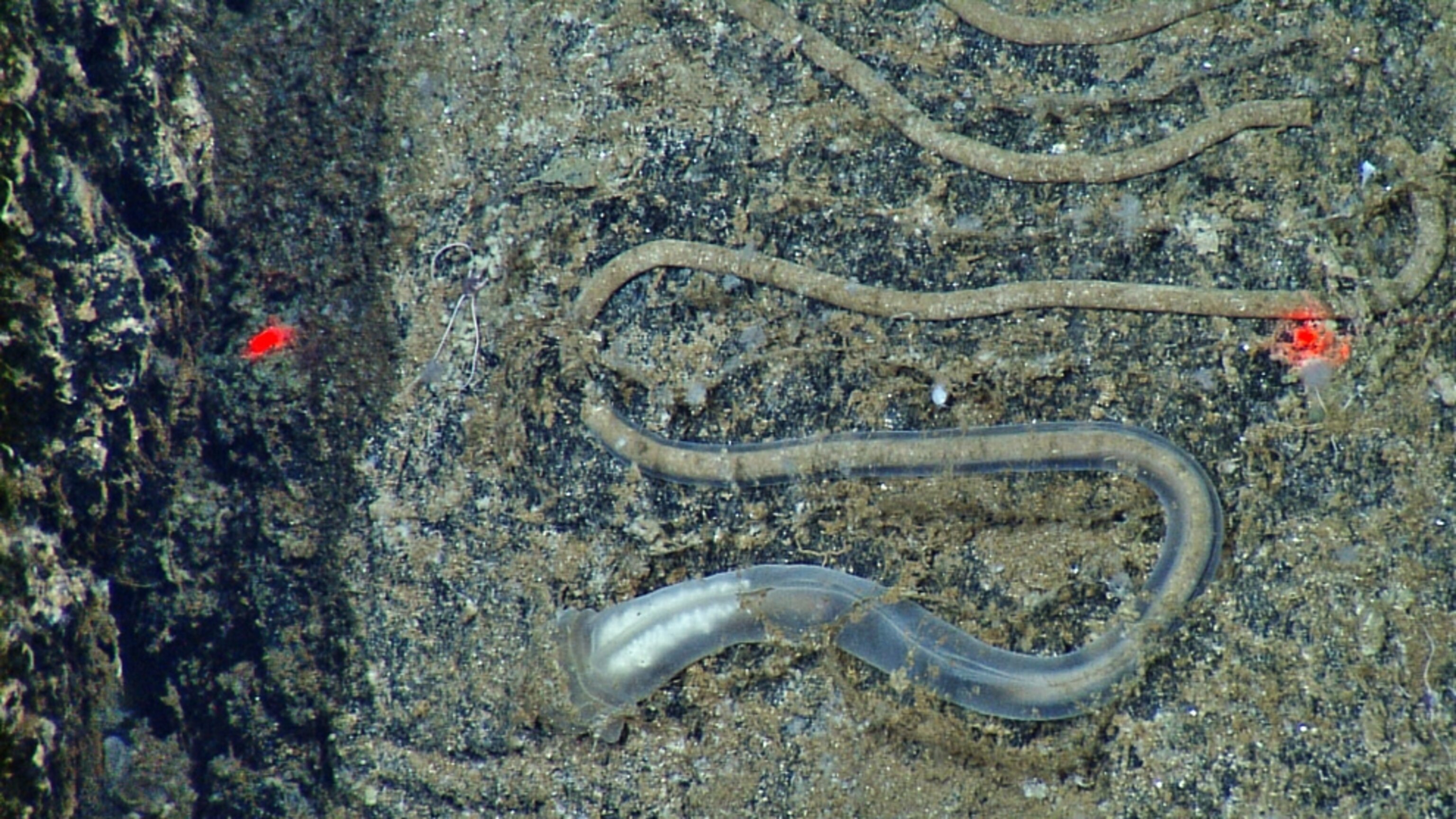 Pictures: New Deep-Sea Worms Found—Have Big "Lips"