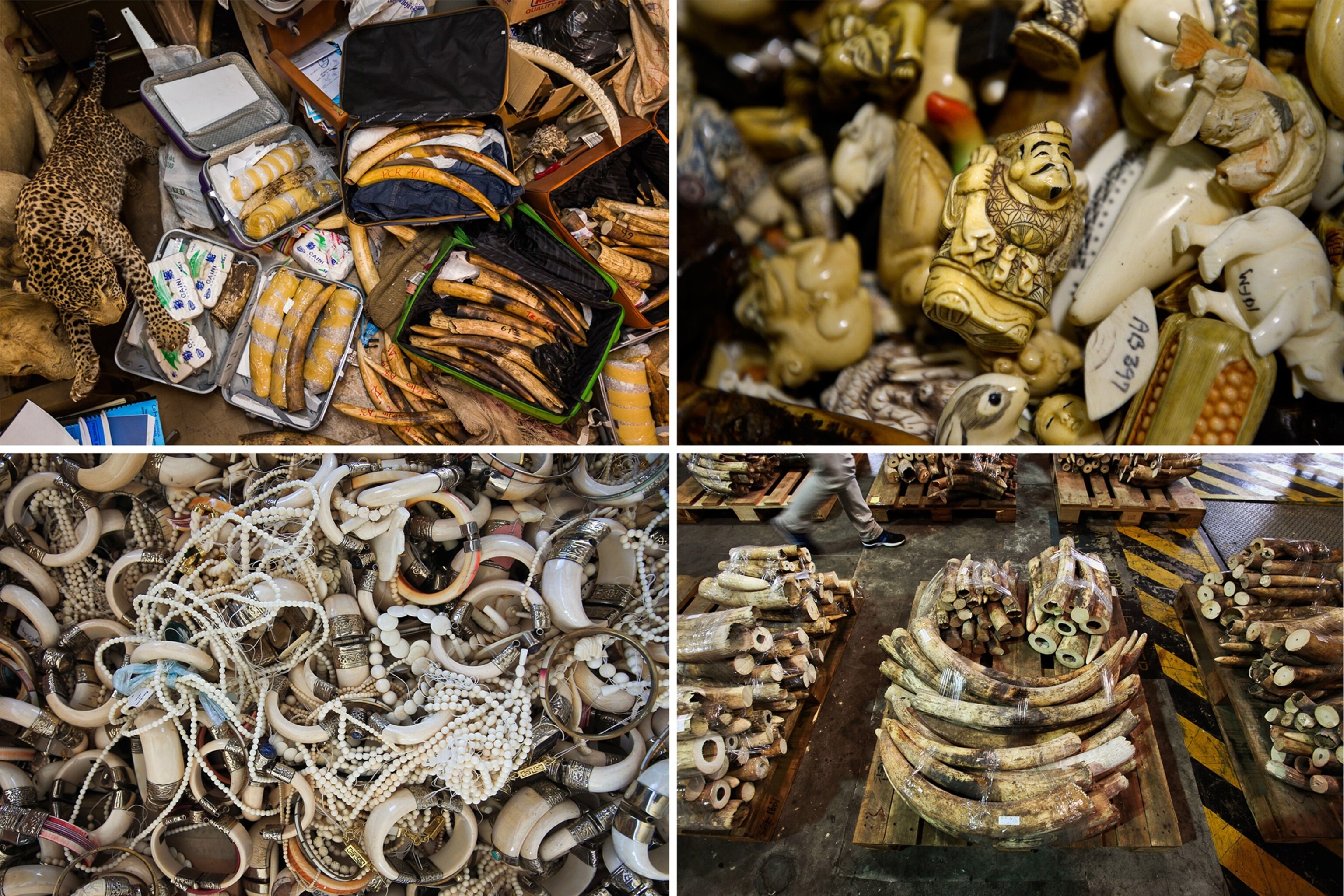 Can Elephants Survive a Legal Ivory Trade? Debate Is Shifting Against It