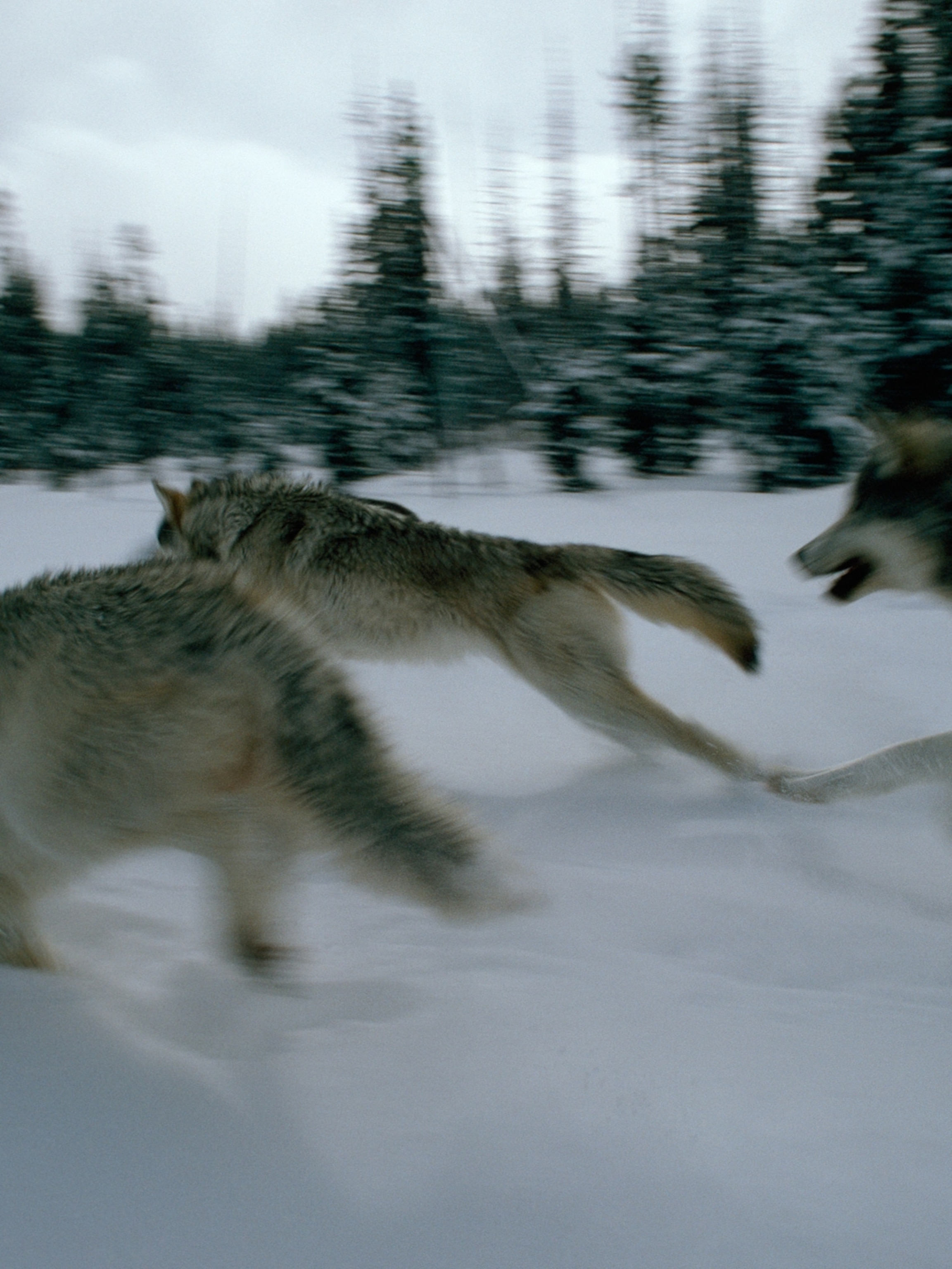 How Did Little Dogs Come From Wolves