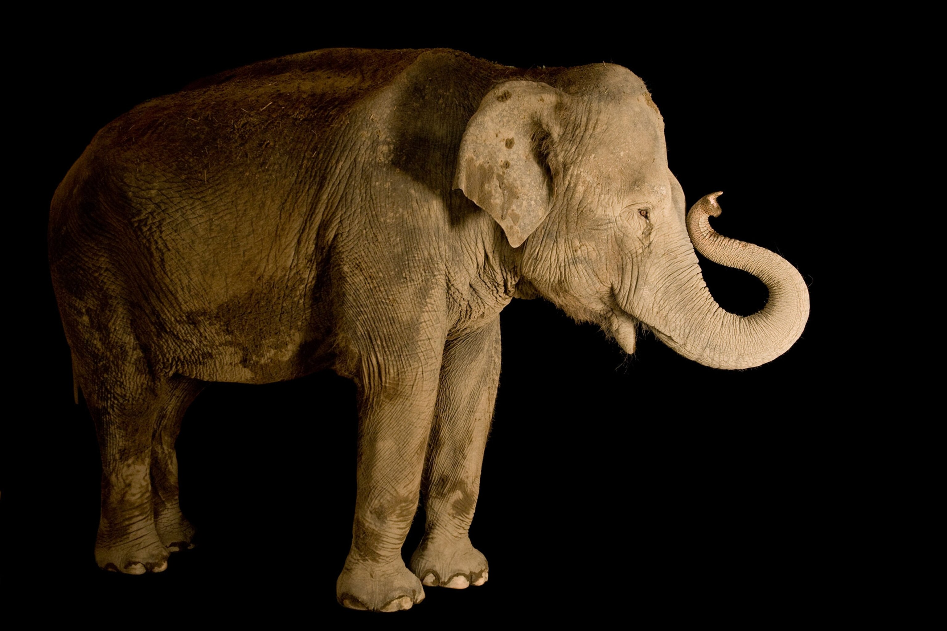 Poaching May Drive These 7 Species to Extinction