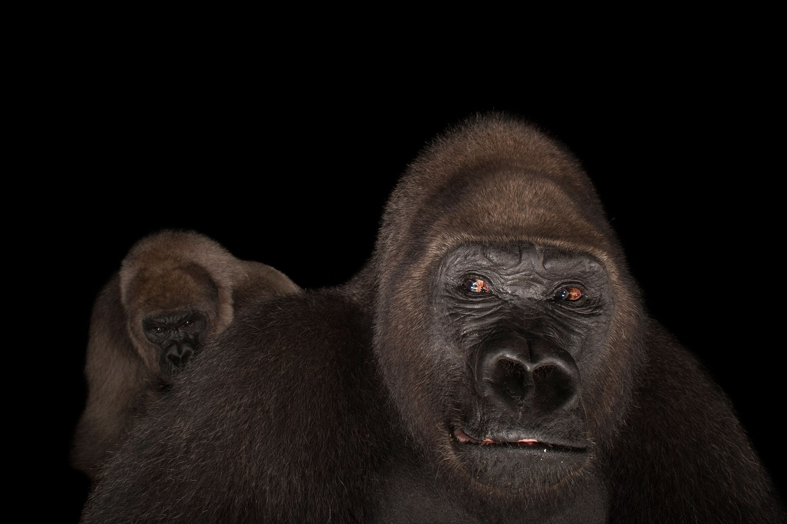 Giant Pandas, Symbol of Conservation, Are No Longer Endangered