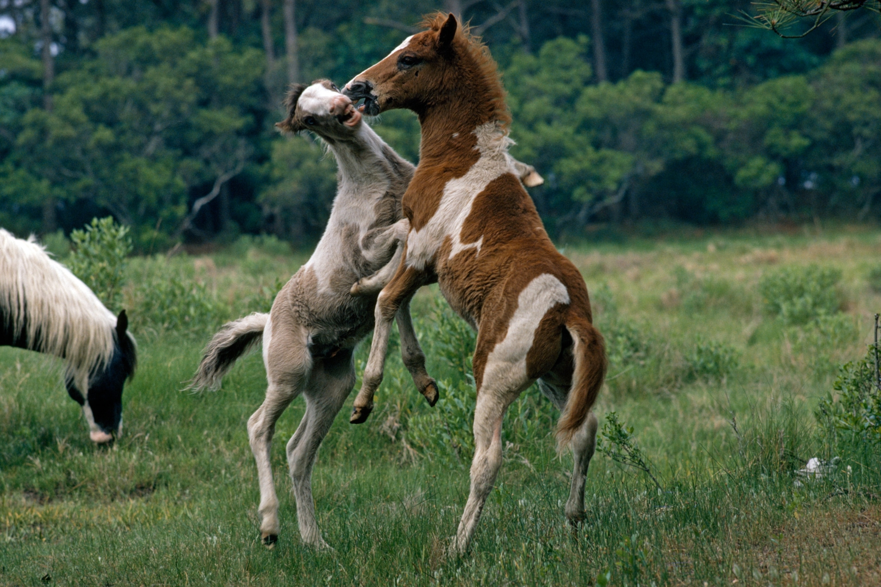 Beloved Chincoteague ponies' mythical origins may be real