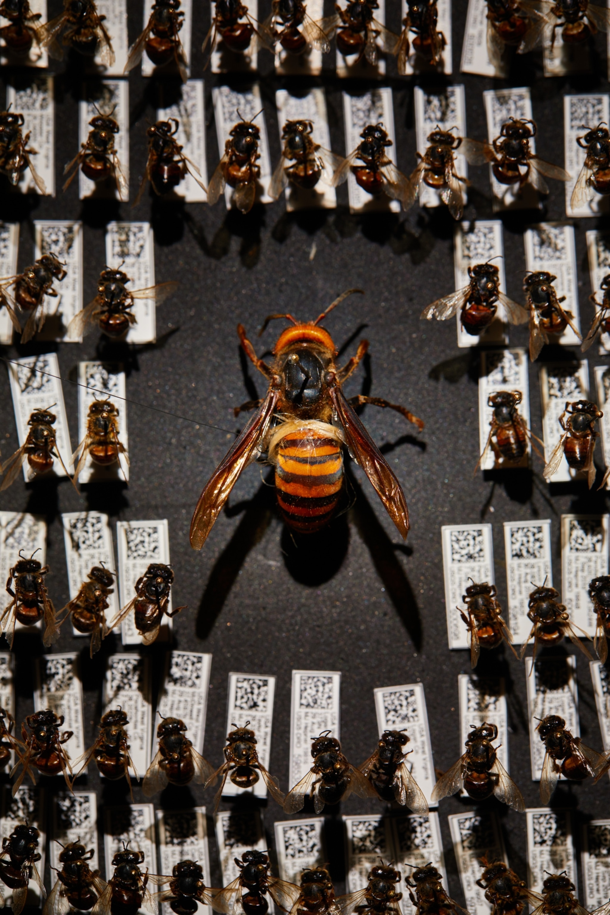 The untold, dramatic story behind the discovery of America’s first ...